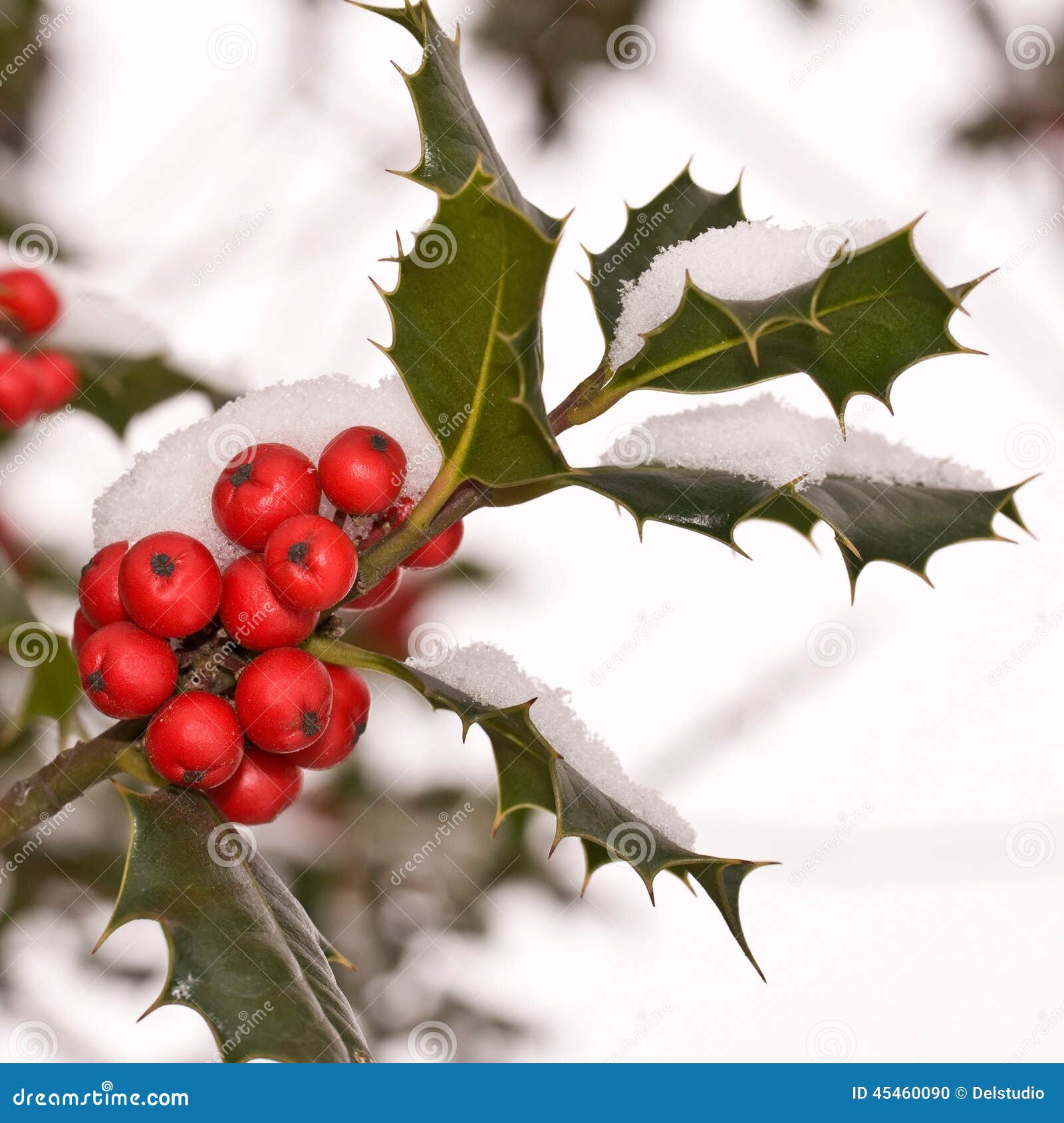 Close Up of a Branch of Holly Stock Photo - Image of xmas, square: 45460090