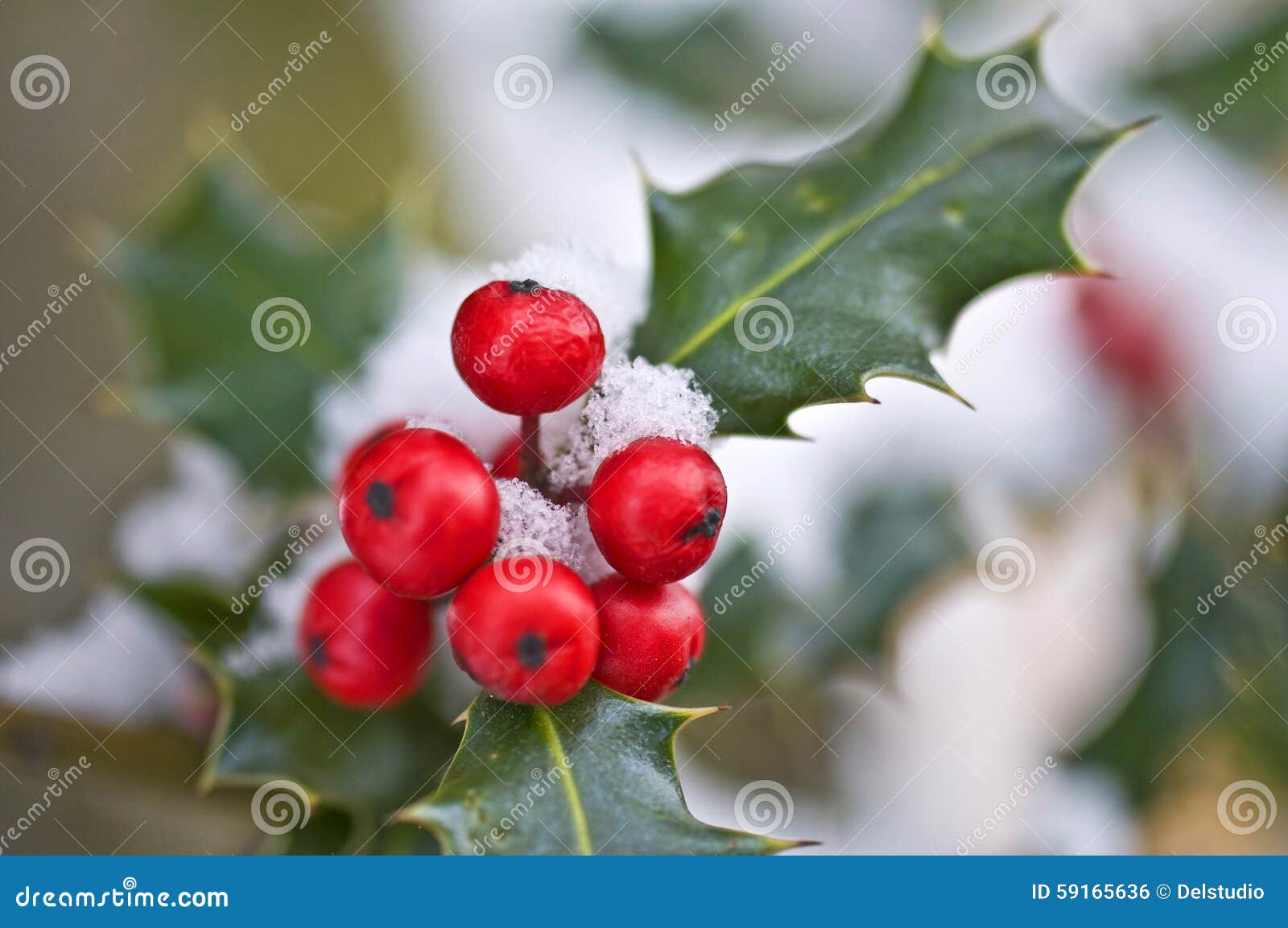 Close Up of a Branch of Holly with Red Berries Stock Photo - Image of ...