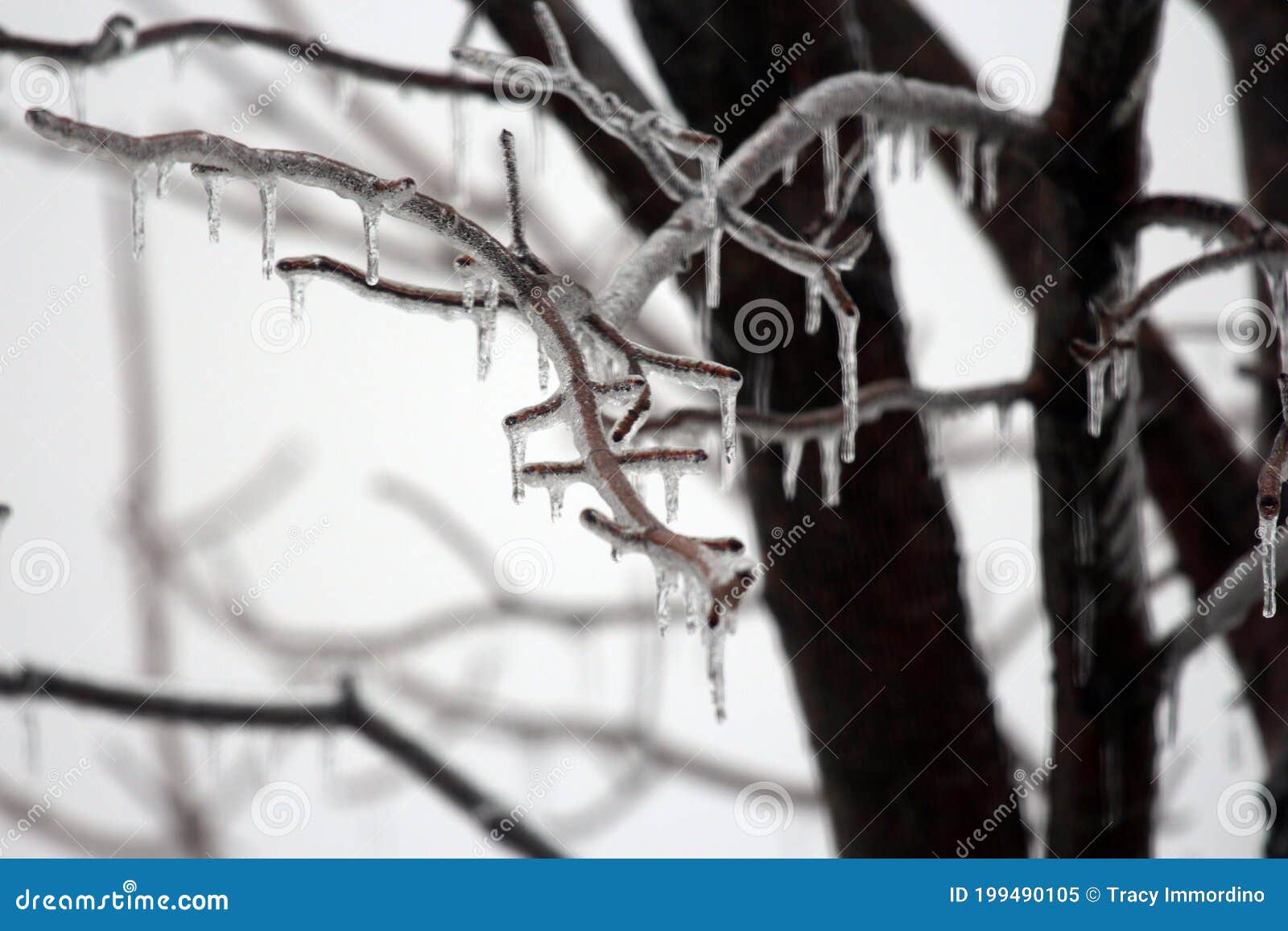 Close Up of Small Icicles Hanging Down from Ice Encased Branches on a ...