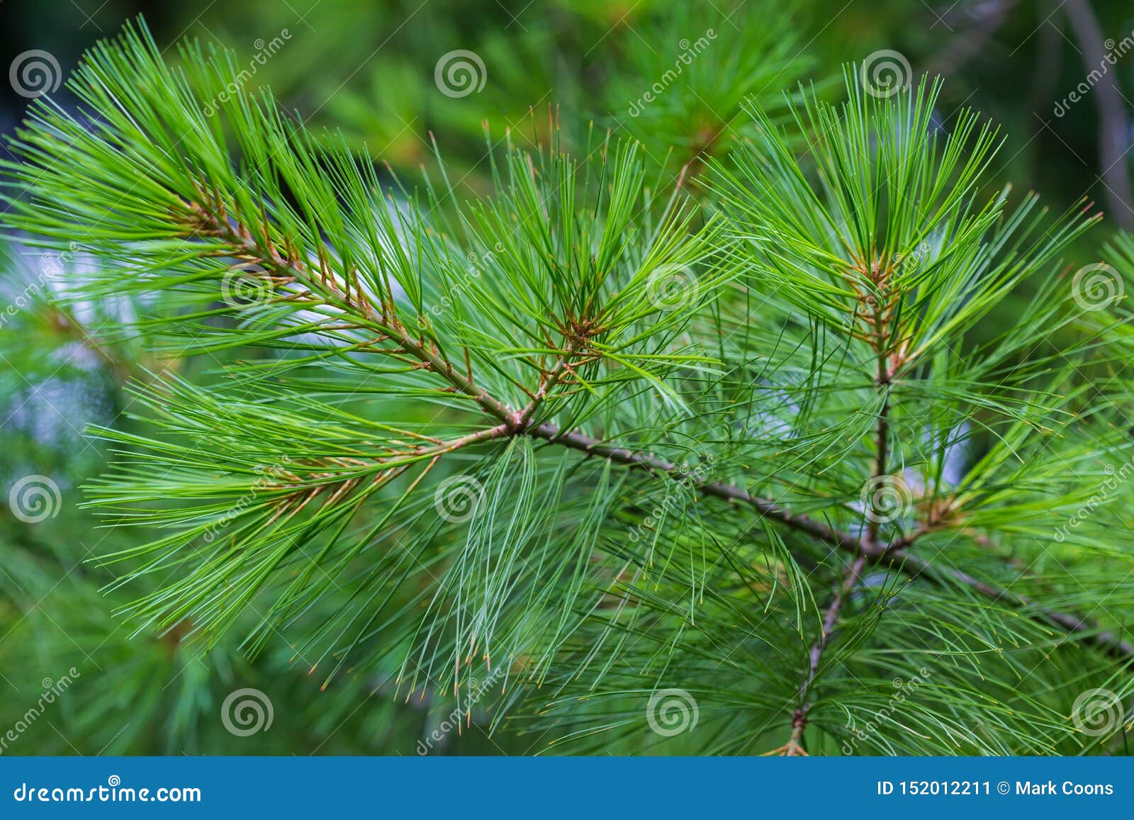 Close Up of the Branch of a Pine Tree Stock Image - Image of ...