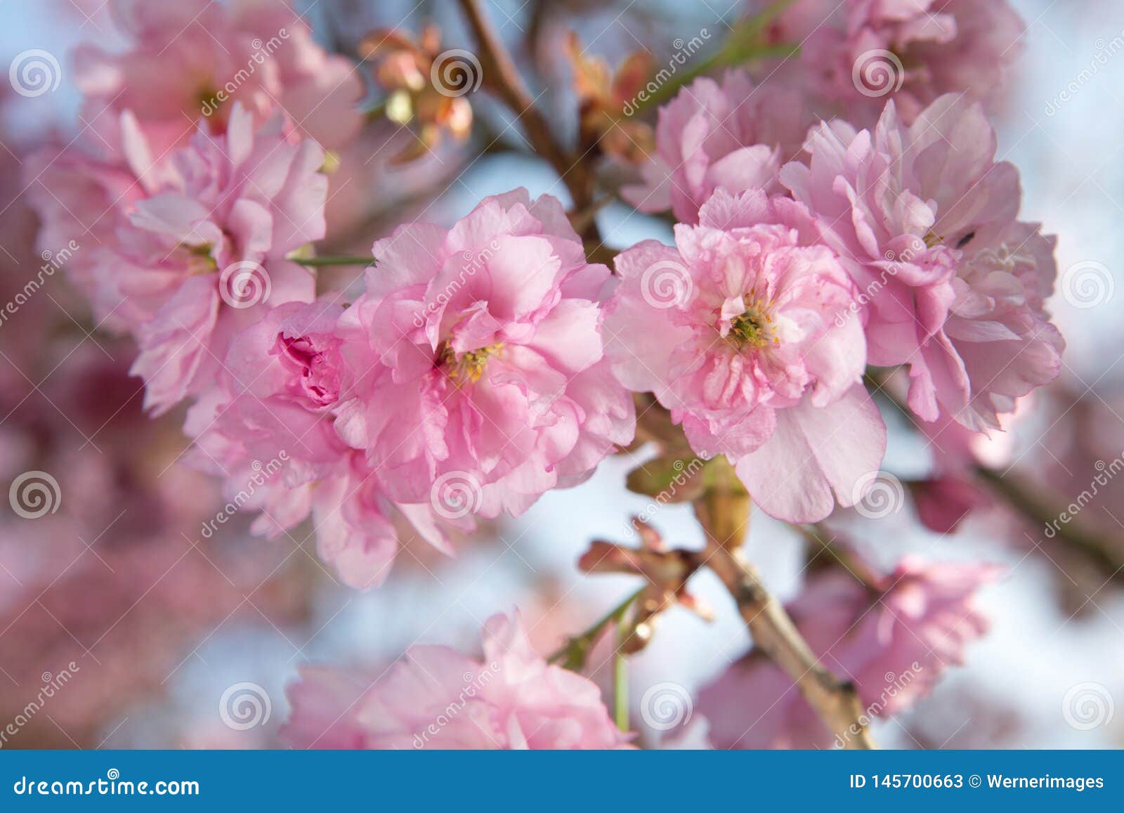 Close-up of Branch of Pink Cherry Blossoms Stock Image - Image of april ...
