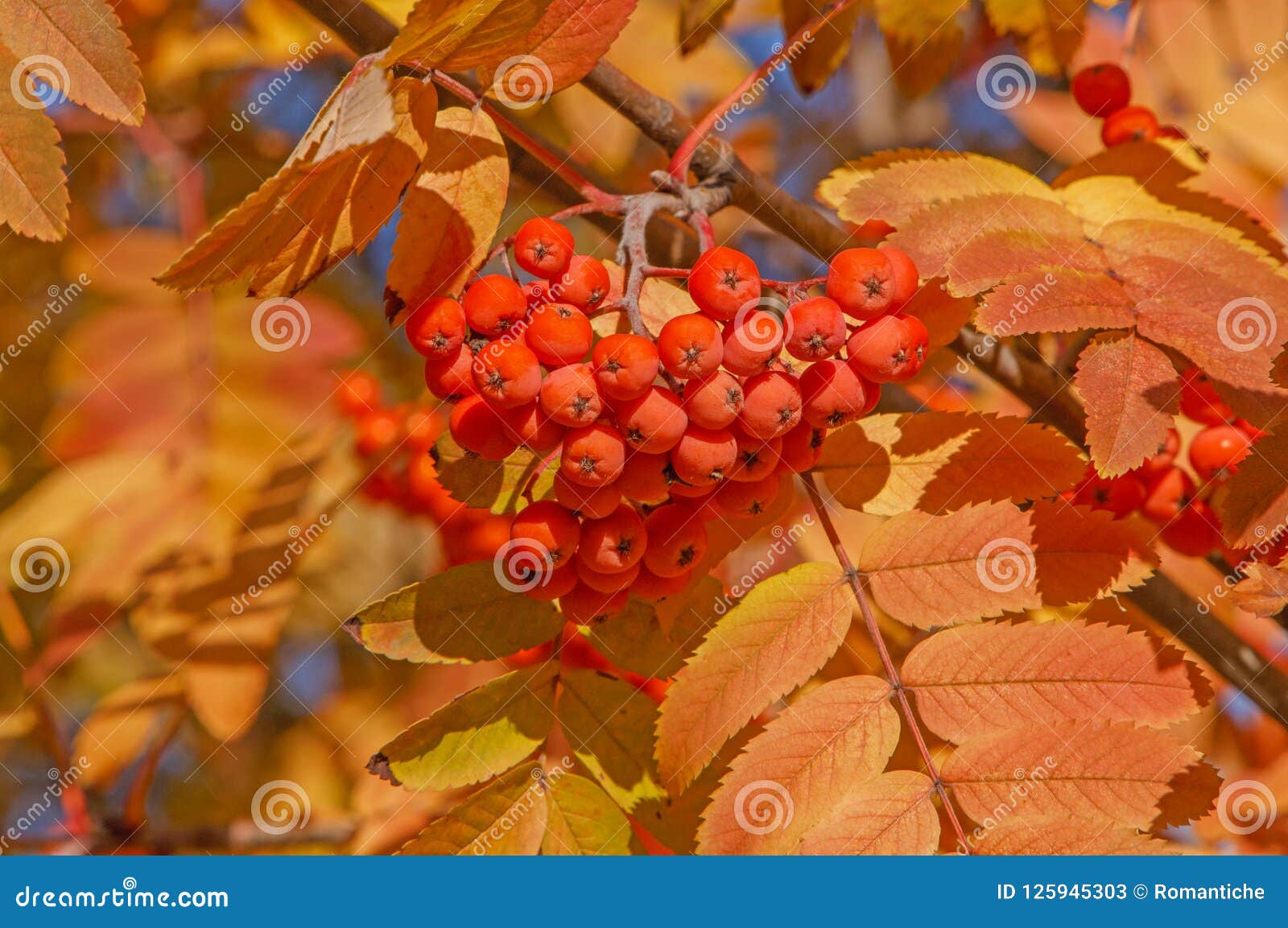 Branch of Rowan Tree with Rowanberries at Fall Stock Image - Image of ...