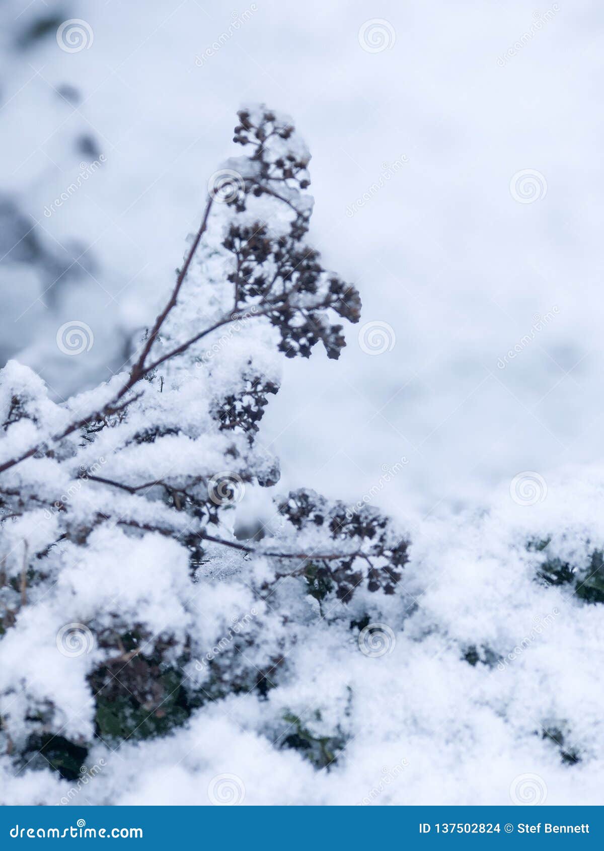 Close Up of a Branch with Snow Stock Photo - Image of branch, covered ...