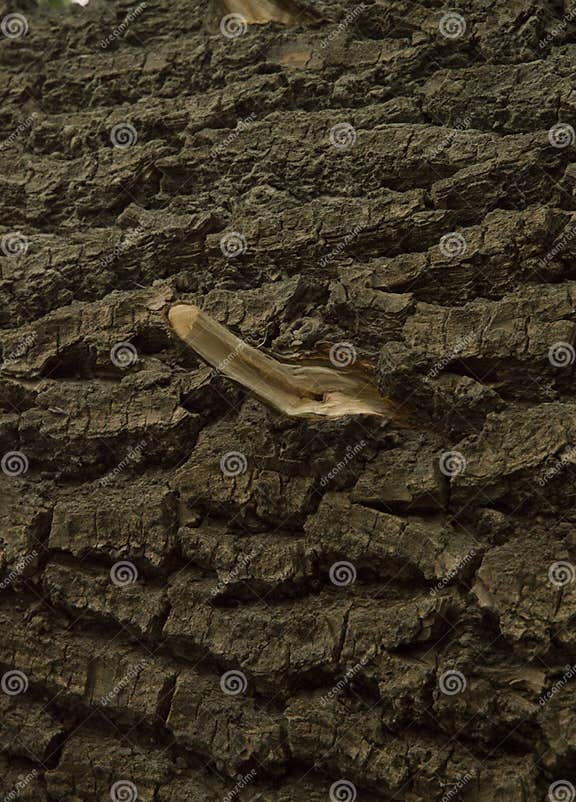 Close-up: Branch Stub on a Willow Bark Stock Photo - Image of knot ...
