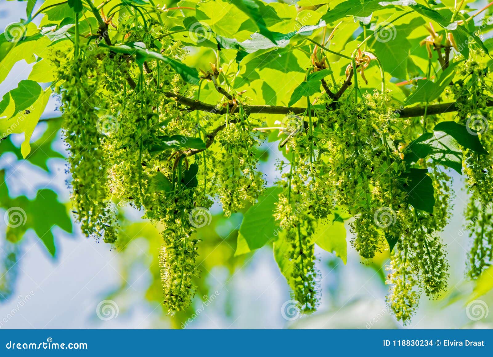 Sycamore Maple Tree stock photo. Image of europe, beautiful - 118830234