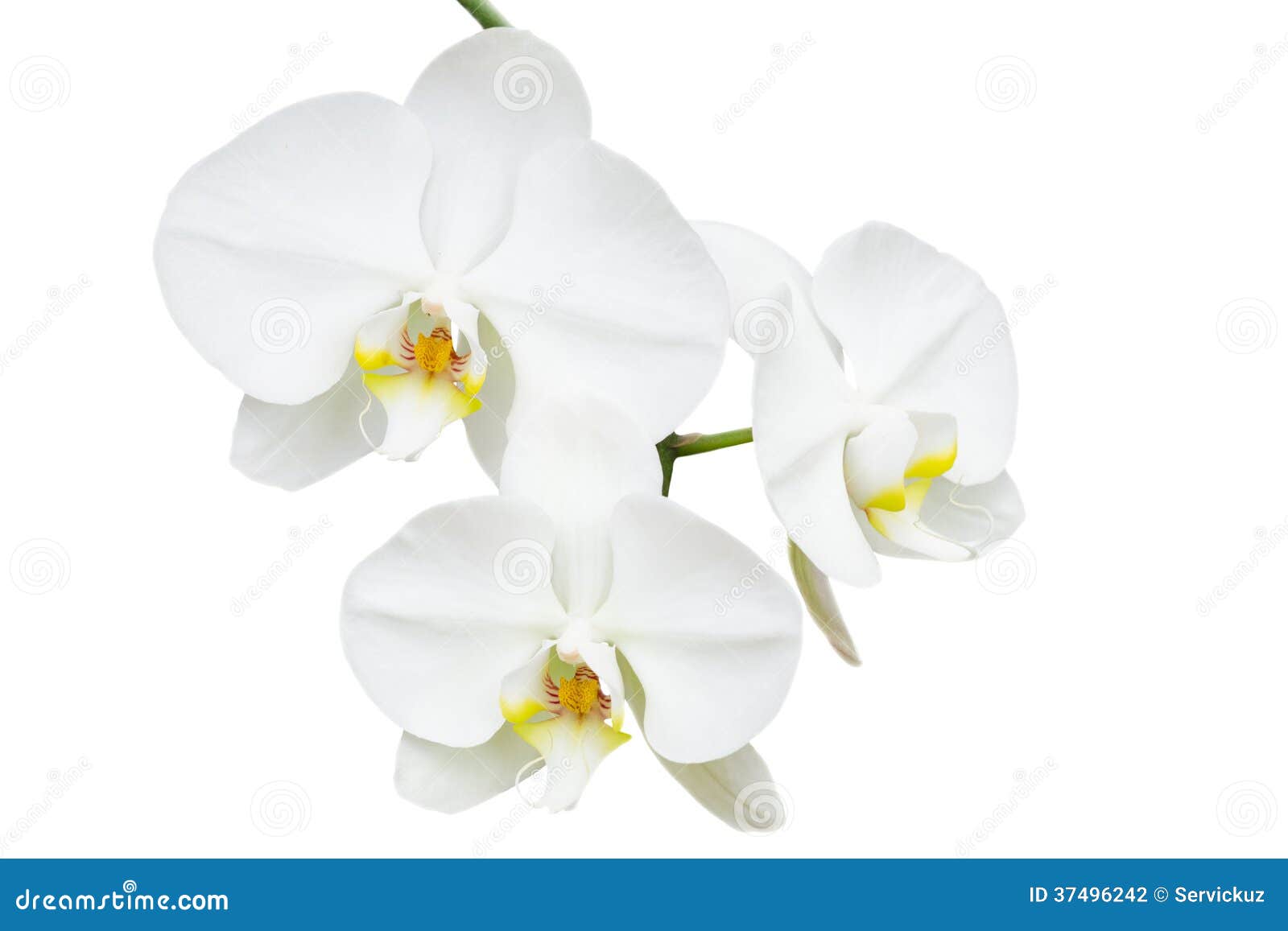 Close-up Branch with Three Delicate Orchids Stock Photo - Image of ...