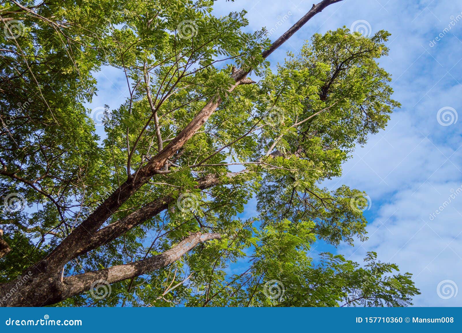 Branch Tree in Nature Garden Stock Photo - Image of branch, garden ...