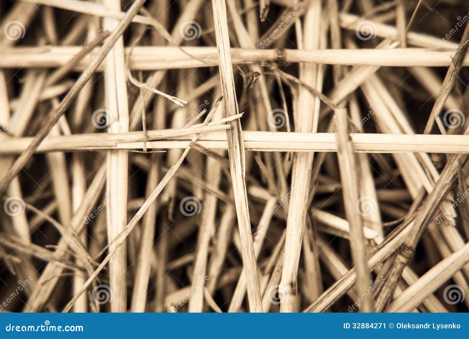 Close-up branch of wheat stock image. Image of organic - 32884271
