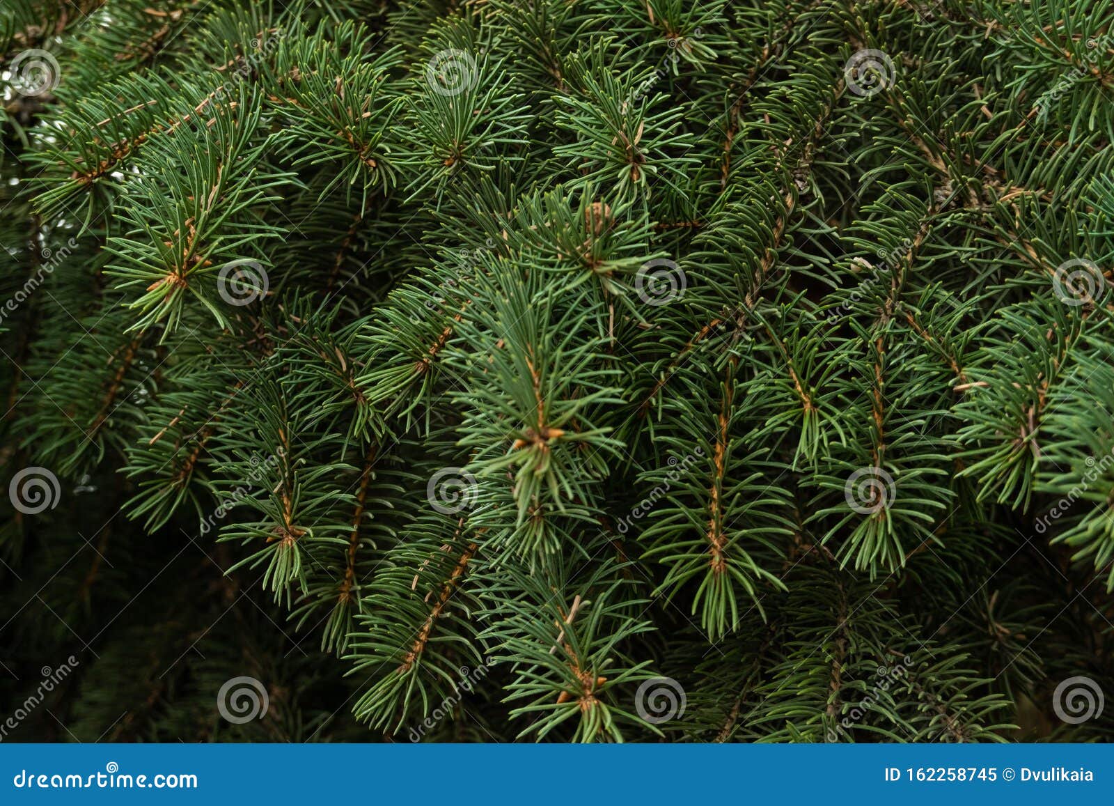 Branches of Coniferous Tree Abstract Natural Background Stock Image ...