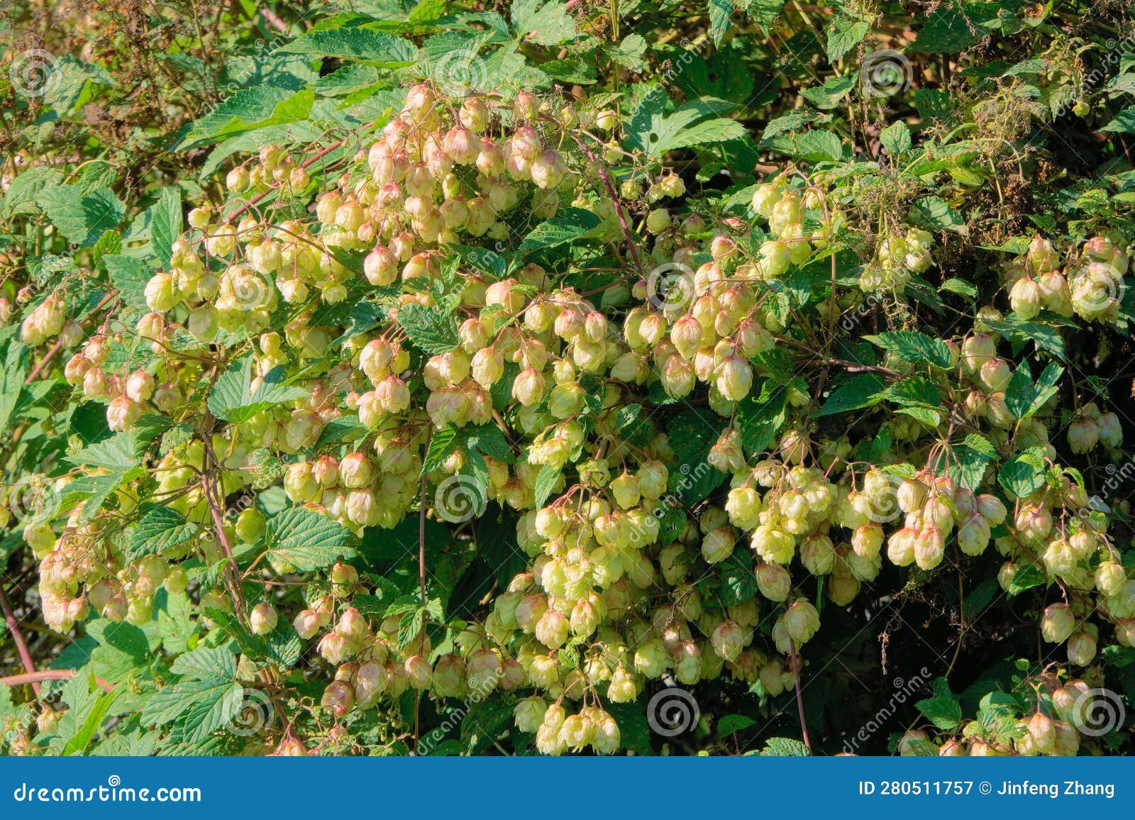 Humulus lupulus stock image. Image of blooming, flowerf - 280511757