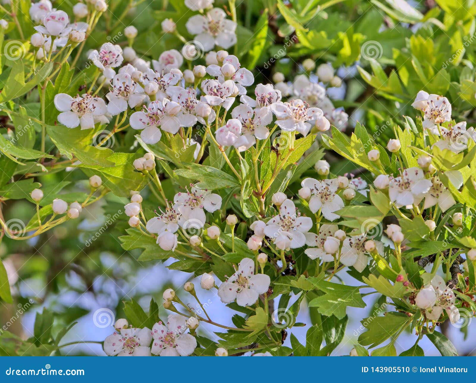 Close Up Branches of Hawthorn in Full Bloom Stock Photo - Image of ...