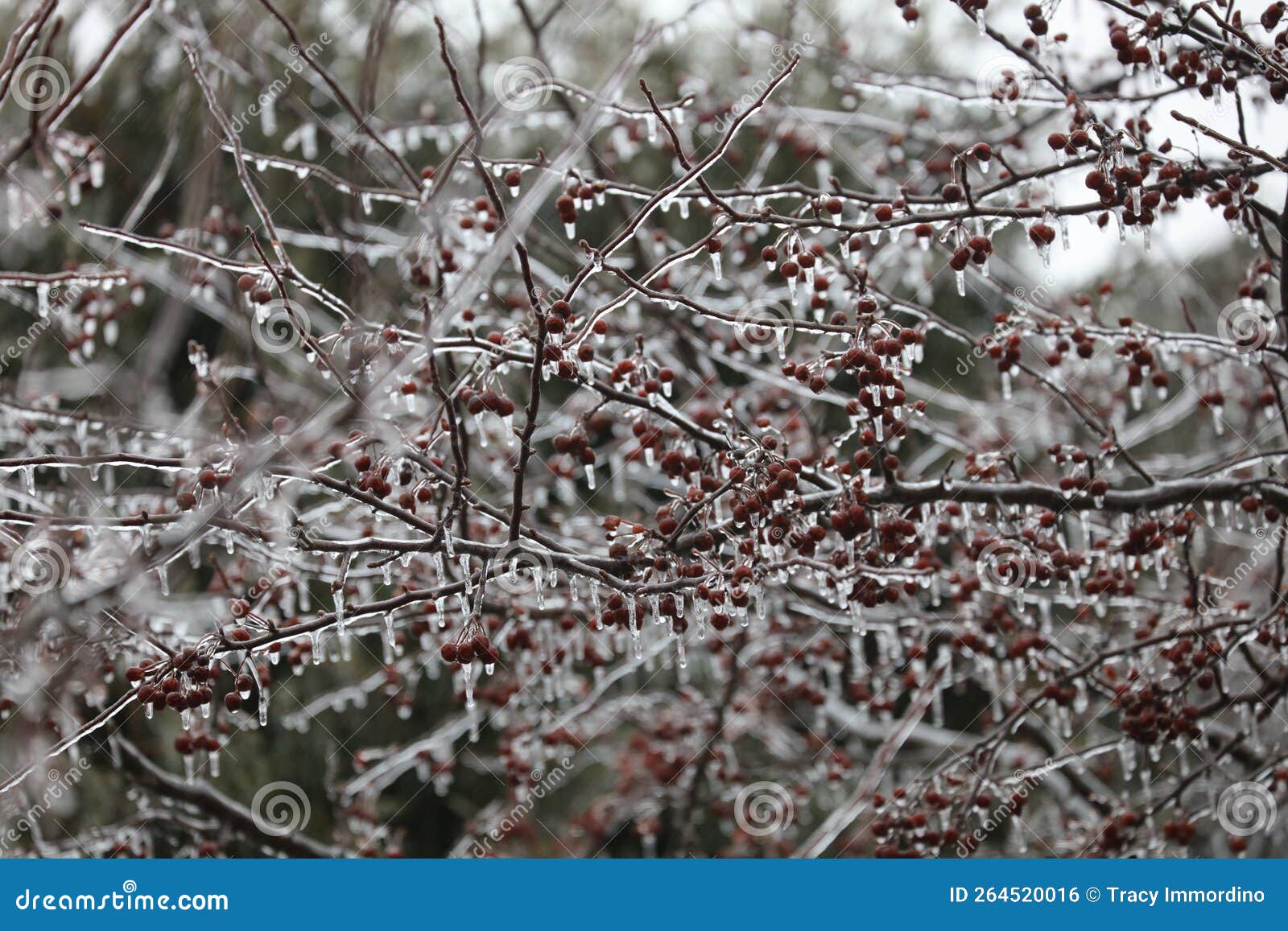 Close Up of the Branches and Red Berries of a Prairie Fire Crabapple ...