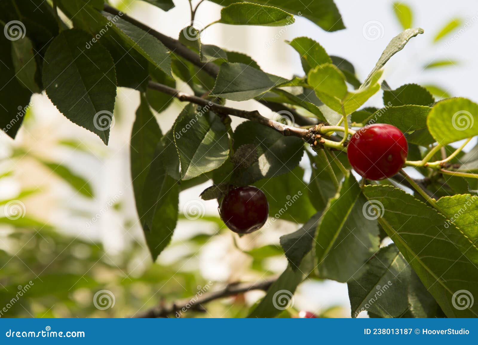 Close Up Of Stink Weed Which Is An Invasive Yellow Flowering Stock ...