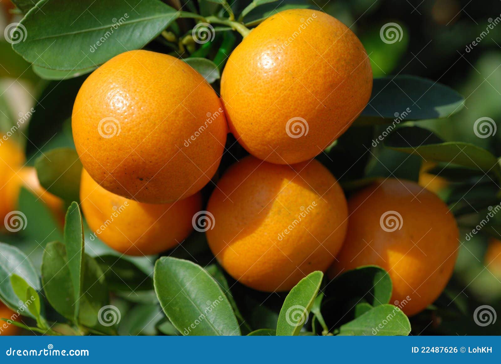 Close Up of Branches with Ripe Tangerines Stock Photo - Image of branch ...