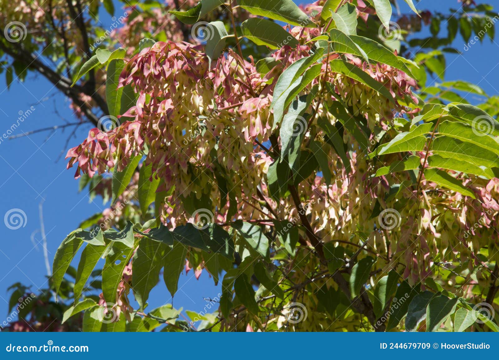 Close-up: Branches of Tree of Heaven with Colorful Samaras Stock Image ...