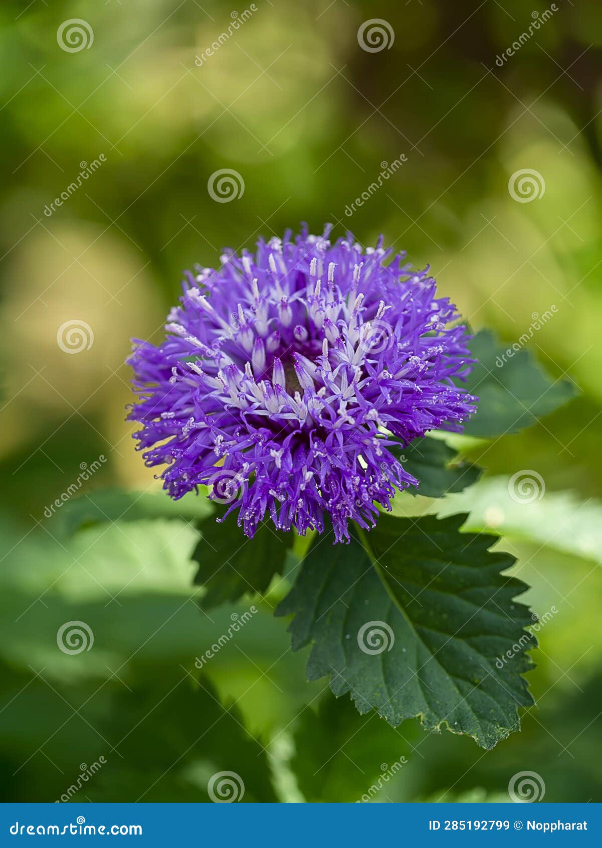 Close Up of Brazilian Button Flower Stock Image - Image of green, color ...