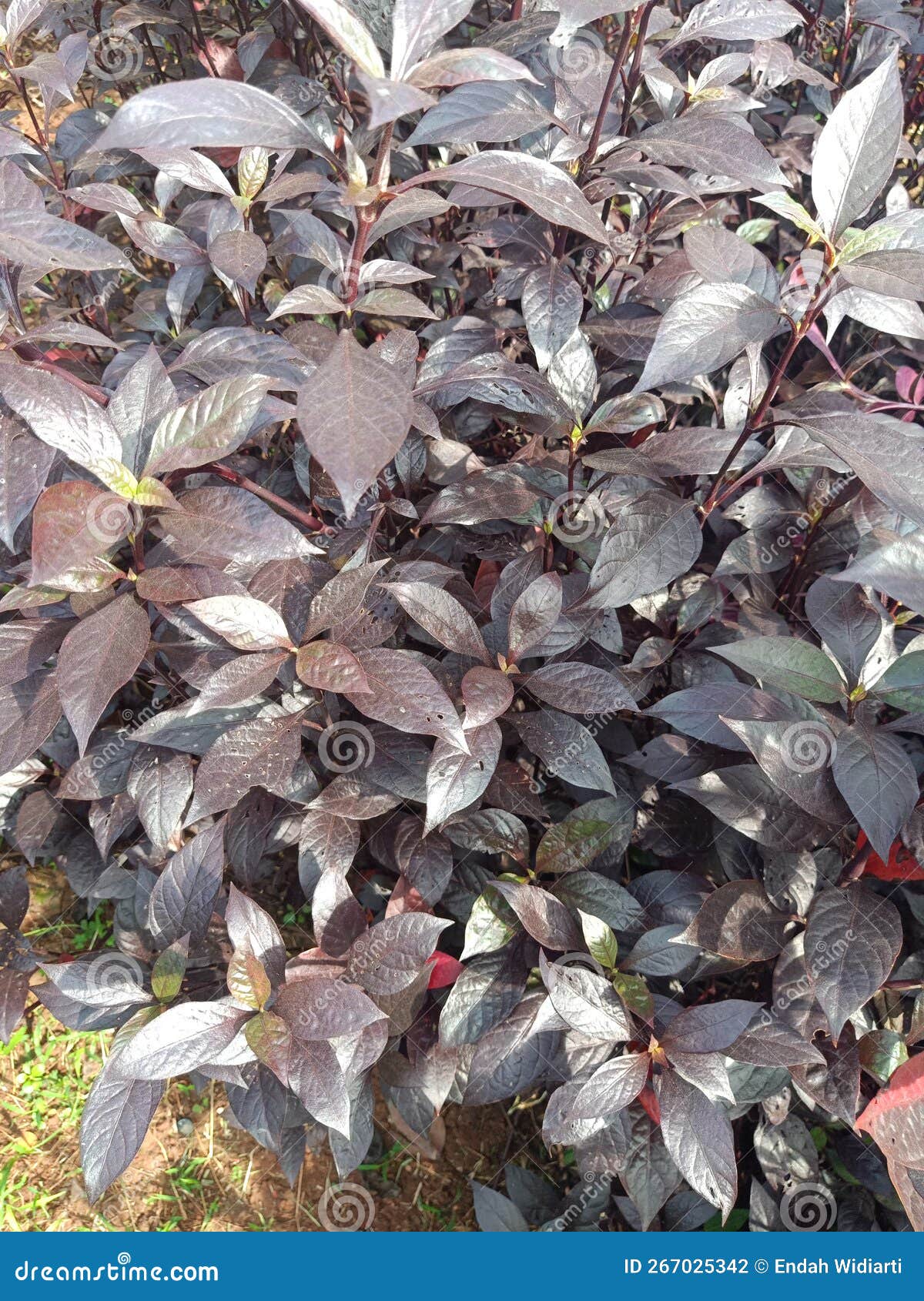 Brazilian Joyweed Plant Stock Photos - Free & Royalty-Free Stock Photos ...