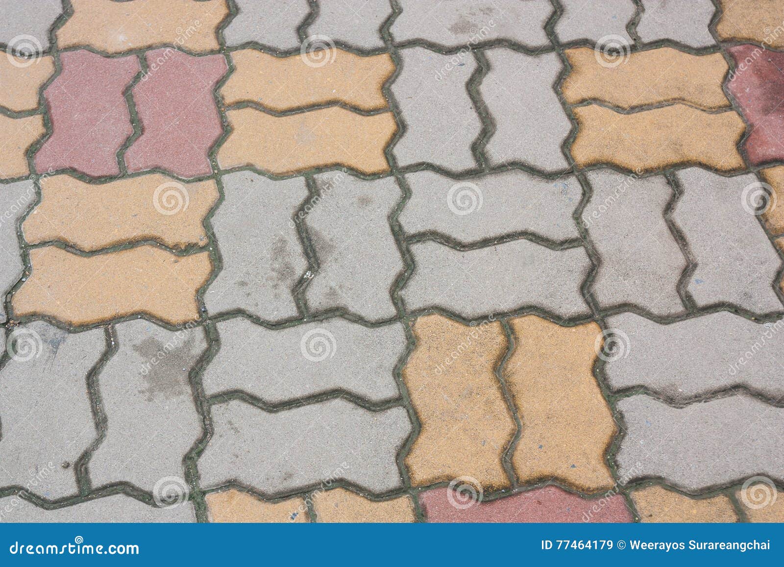 Close-up Brick Worm or Bricklaying Worm on the Walkway. Stock Image ...