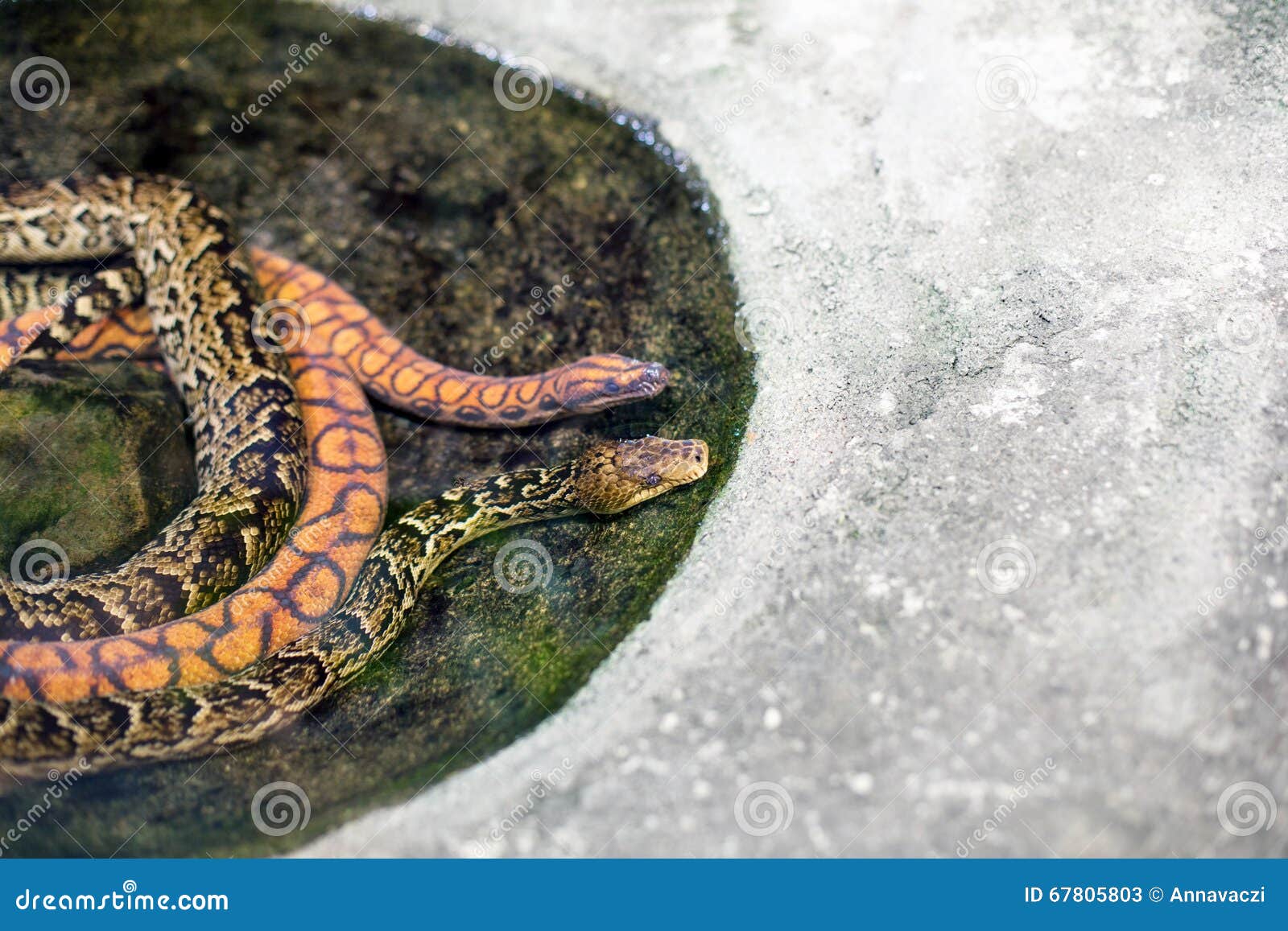 Close Up of the Bright, Big Snake Stock Image - Image of head, floor ...