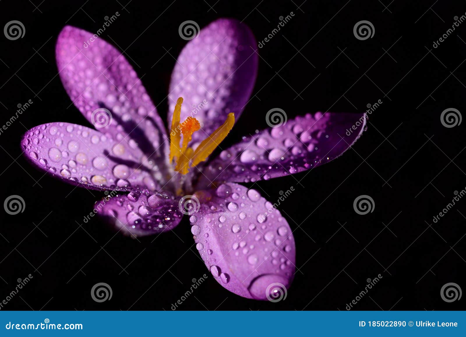 Close-up of a Bright Blooming, Opened Crocus with Yellow Pollen ...