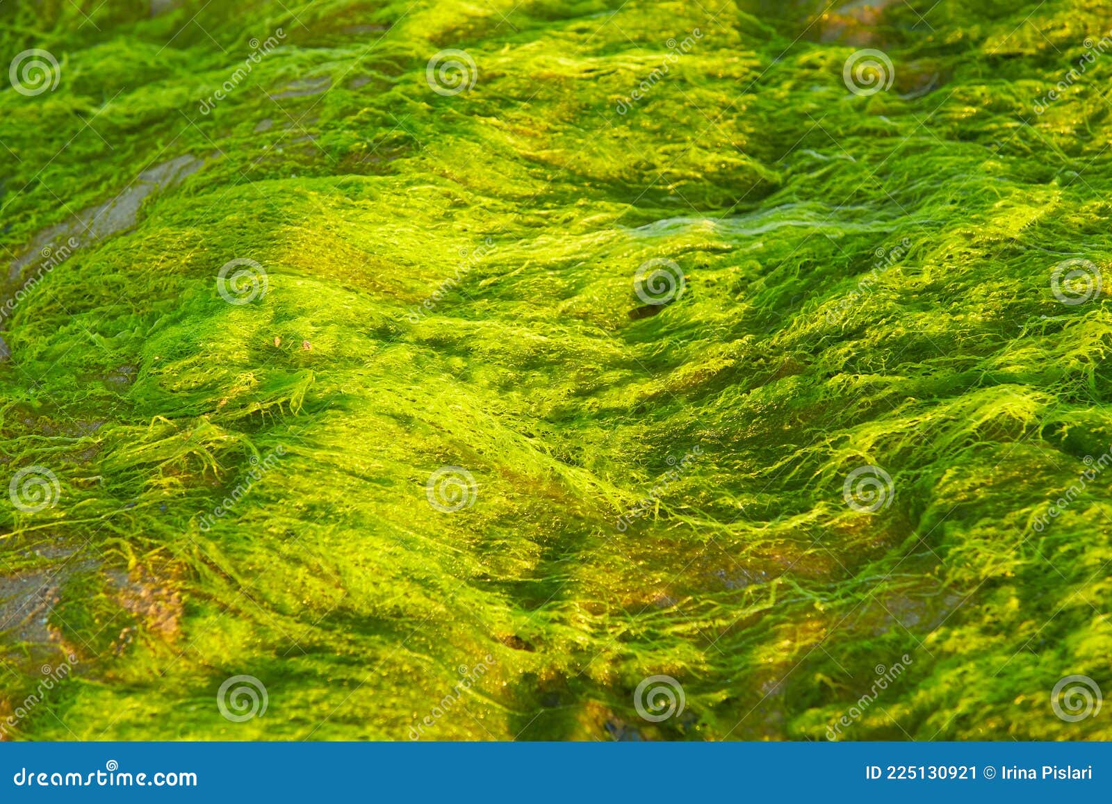 Close-up of Bright Green Algae Background. Green Algae from Irish Sea ...