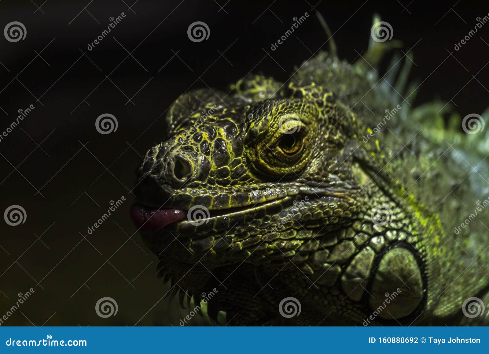 Close Up Bright Green Iguana Looking at the Camera Stock Photo - Image ...