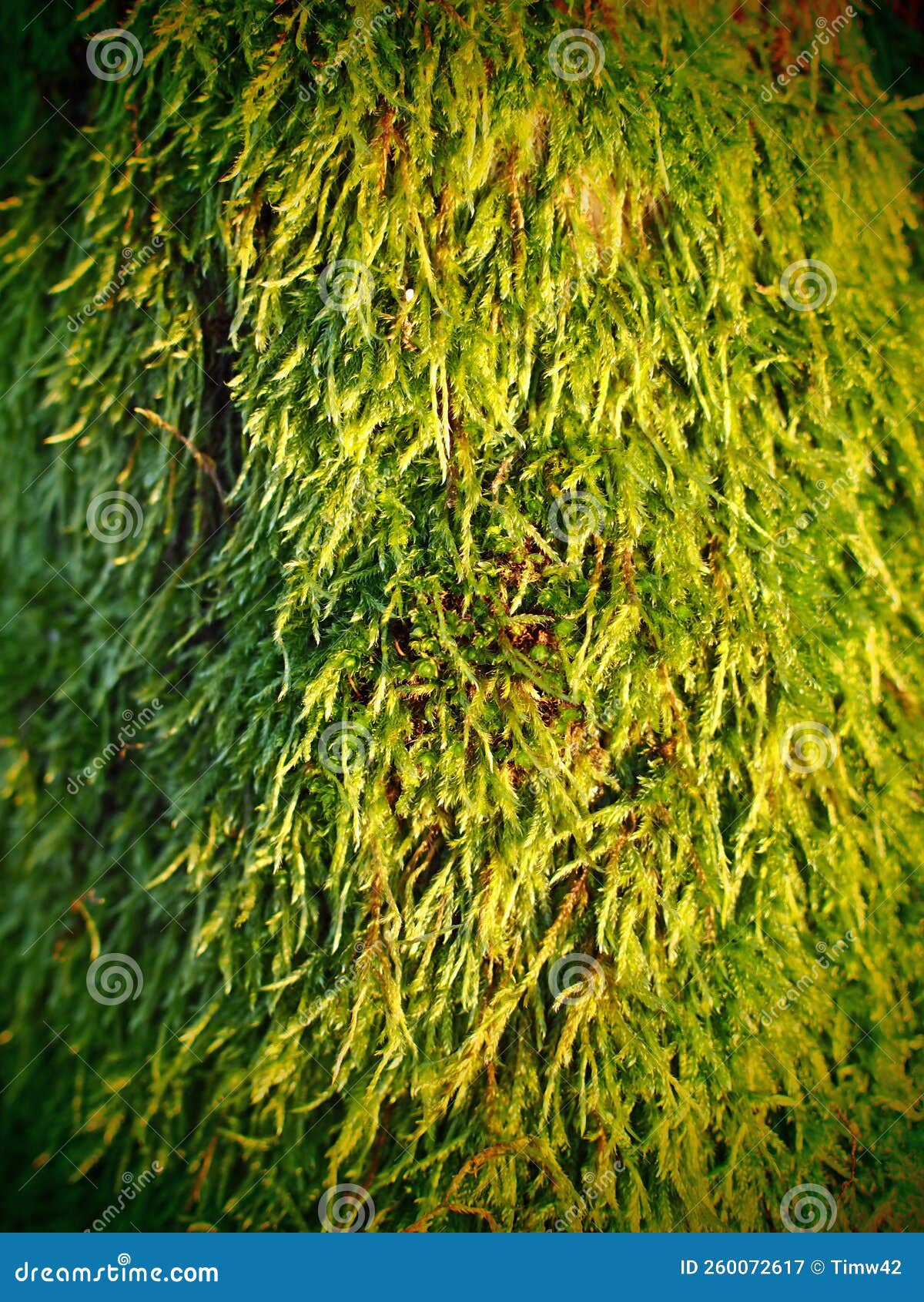 Close-up of Bright Green Moss Growing on Tree Trunk Stock Image - Image ... Close-up of Bright Green Moss Growing on Tree Trunk Stock Image - Image ...