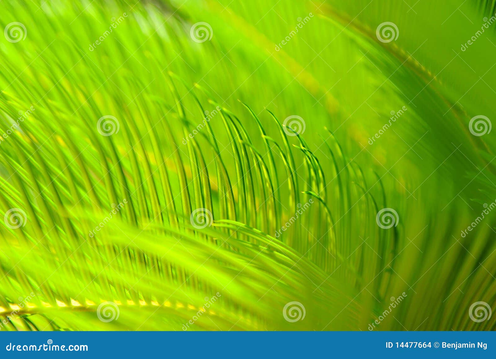 Close Up of Bright Green Tropical Palm Tree Leaves Stock Photo - Image ...
