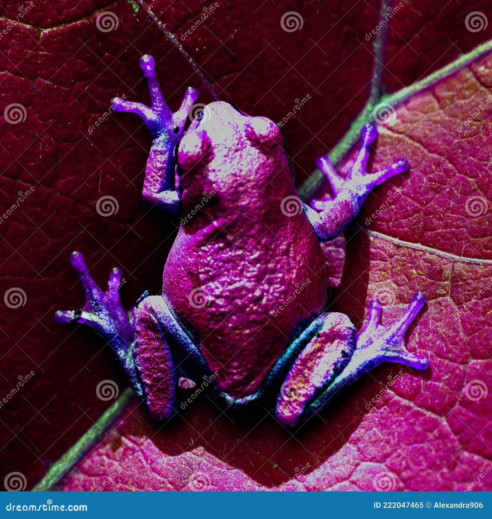 A purple frog on a leaf stock image. Image of vivid - 222047465