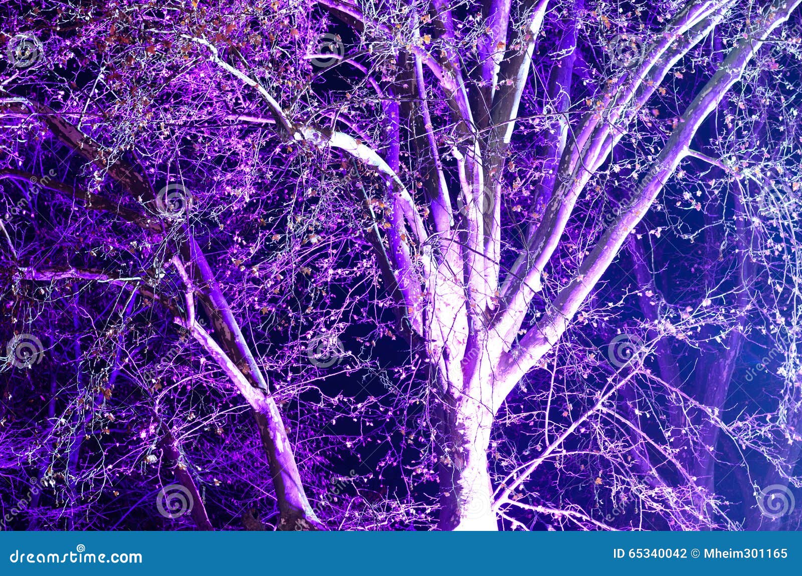 Close Up of Bright Purple Light on Tree Stock Photo - Image of outdoors ...