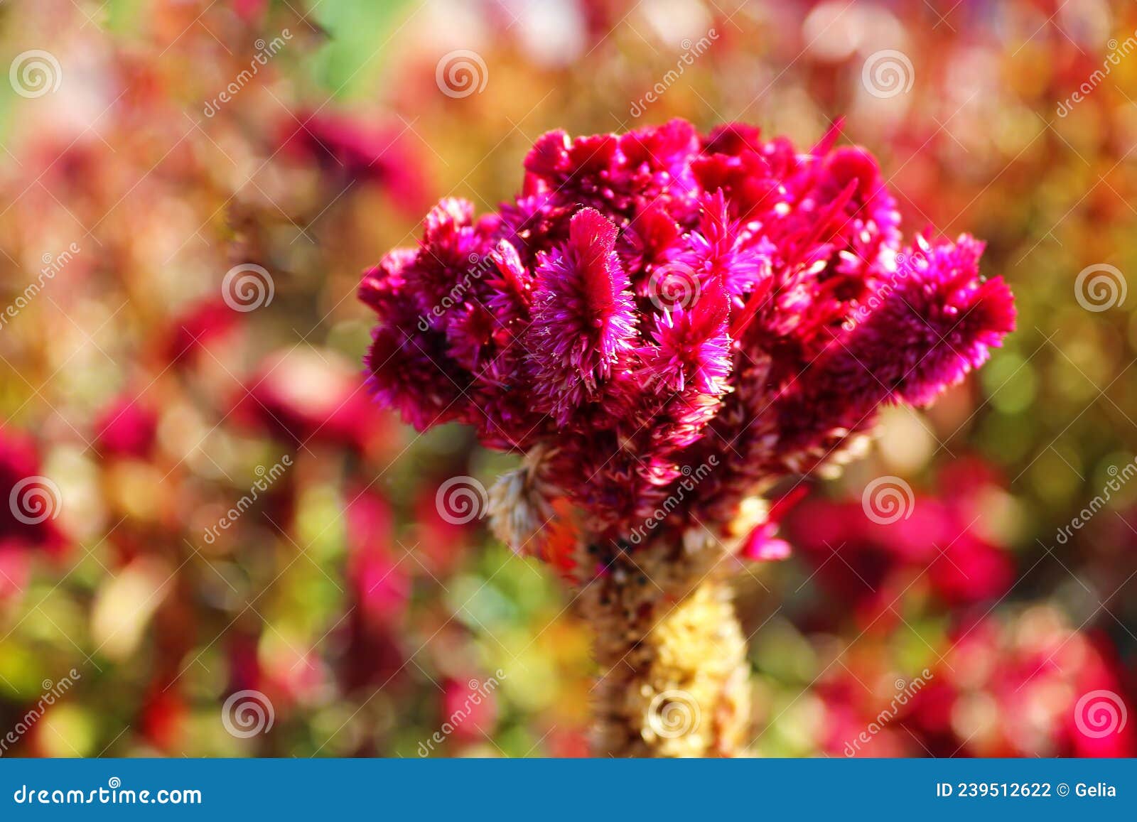 179 Flower Buky Stock Photos - Free & Royalty-Free Stock Photos from ...
