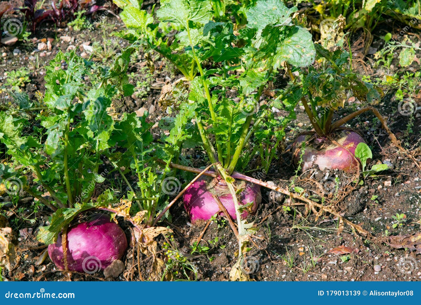 A Row of Beetroot Growing in the Garden Stock Image - Image of bright ...