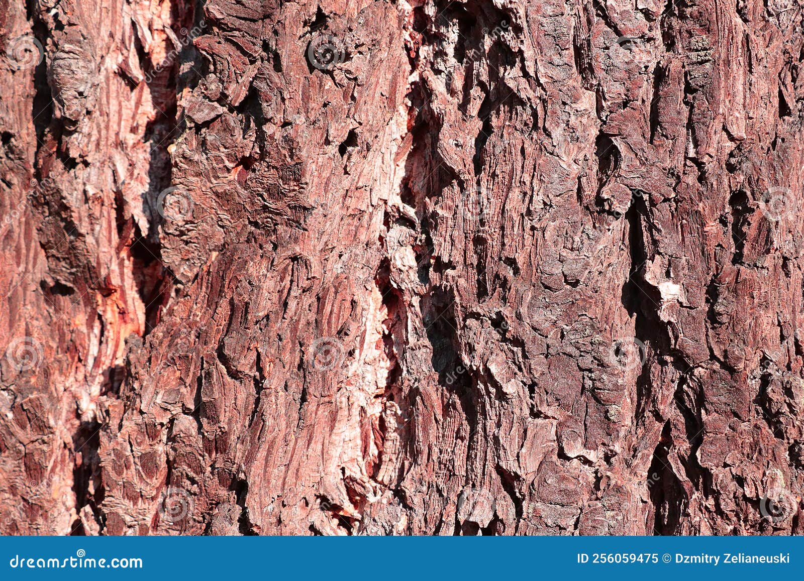 Close-up on Bright Red Tree Bark, Wood Texture. Stock Image - Image of ...