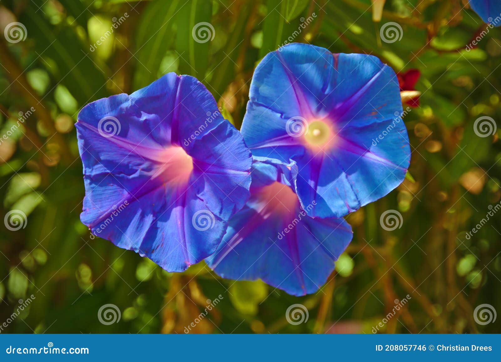 Close Up of Bright Vibrant Blue Flower Stock Photo - Image of flora ...
