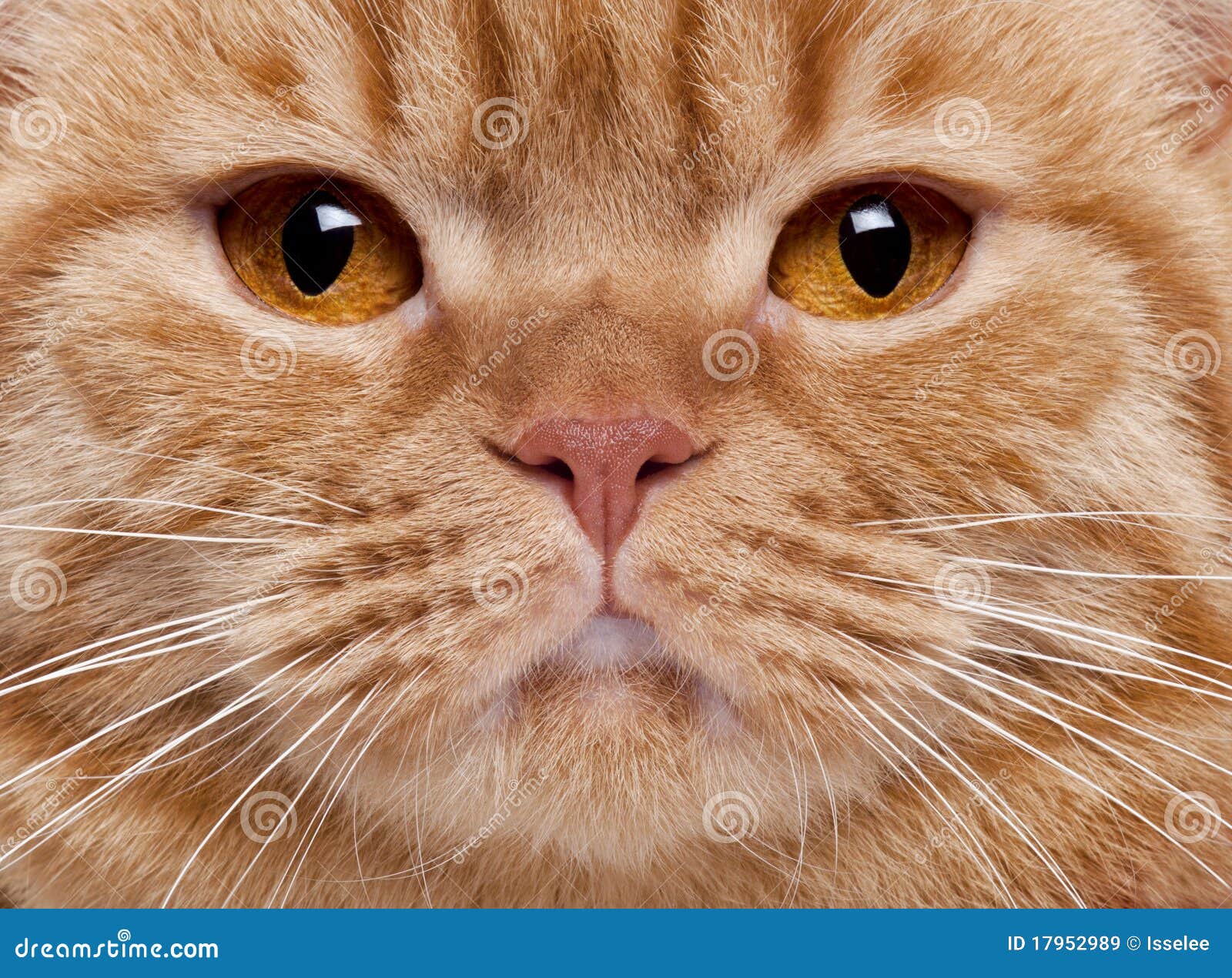 Close-up of British Shorthair Cat S Face Stock Image - Image of ...