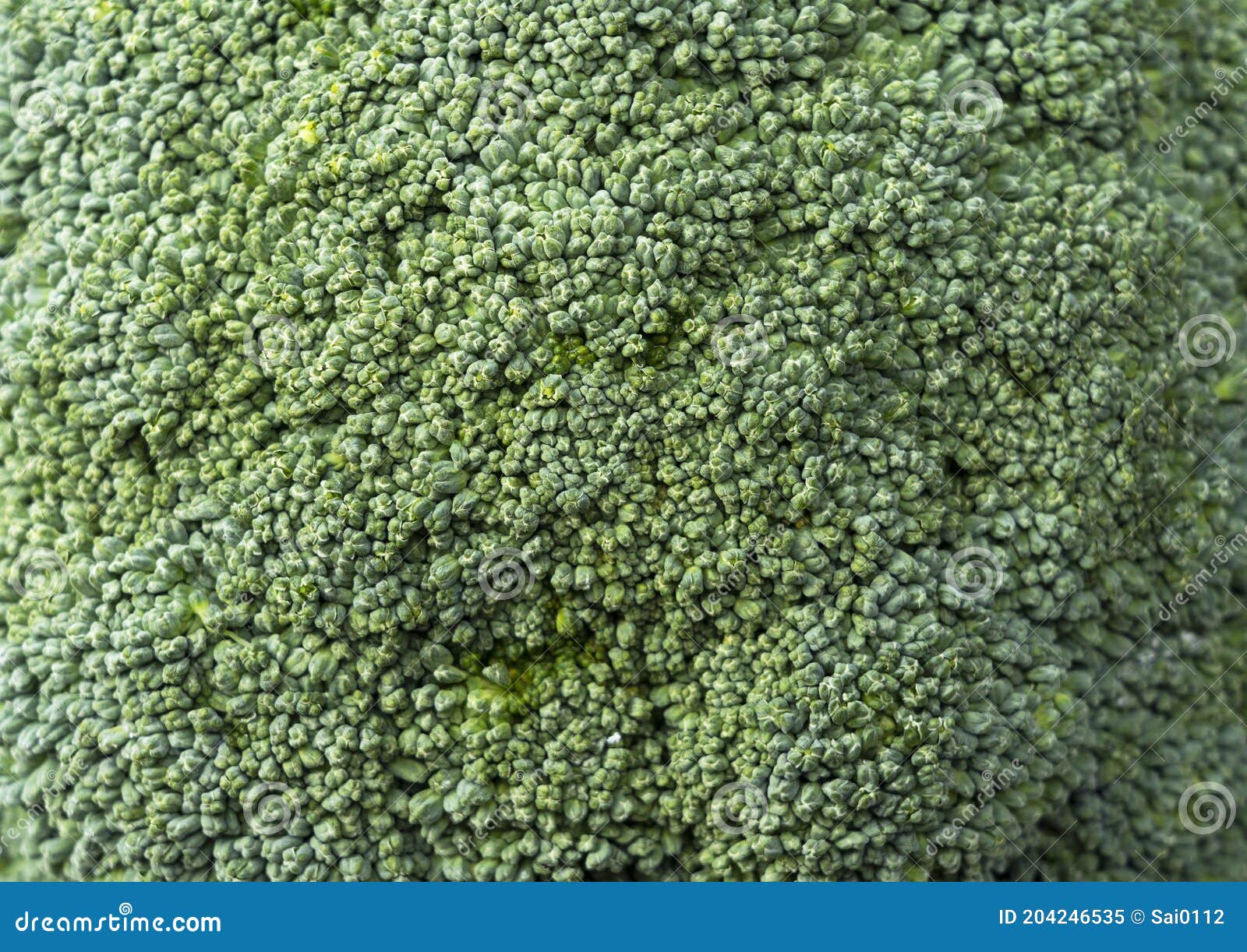 Close-up of Broccoli Across the Screen Stock Image - Image of ...