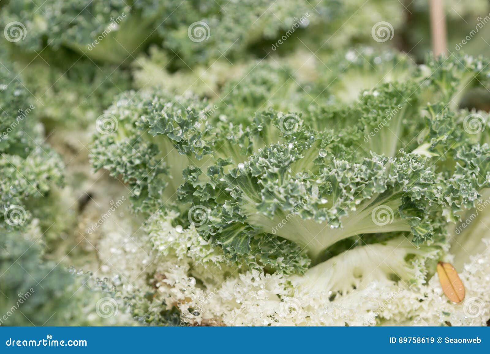 Close Up of a Broccoli Plant, Brassica Oleracea Stock Image - Image of ...