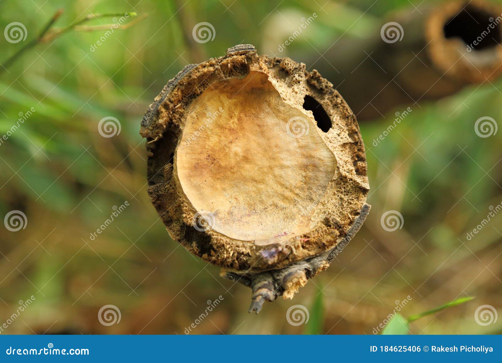 Close Up of Broken Bamboo Plant Stock Photo - Image of close, herb ...