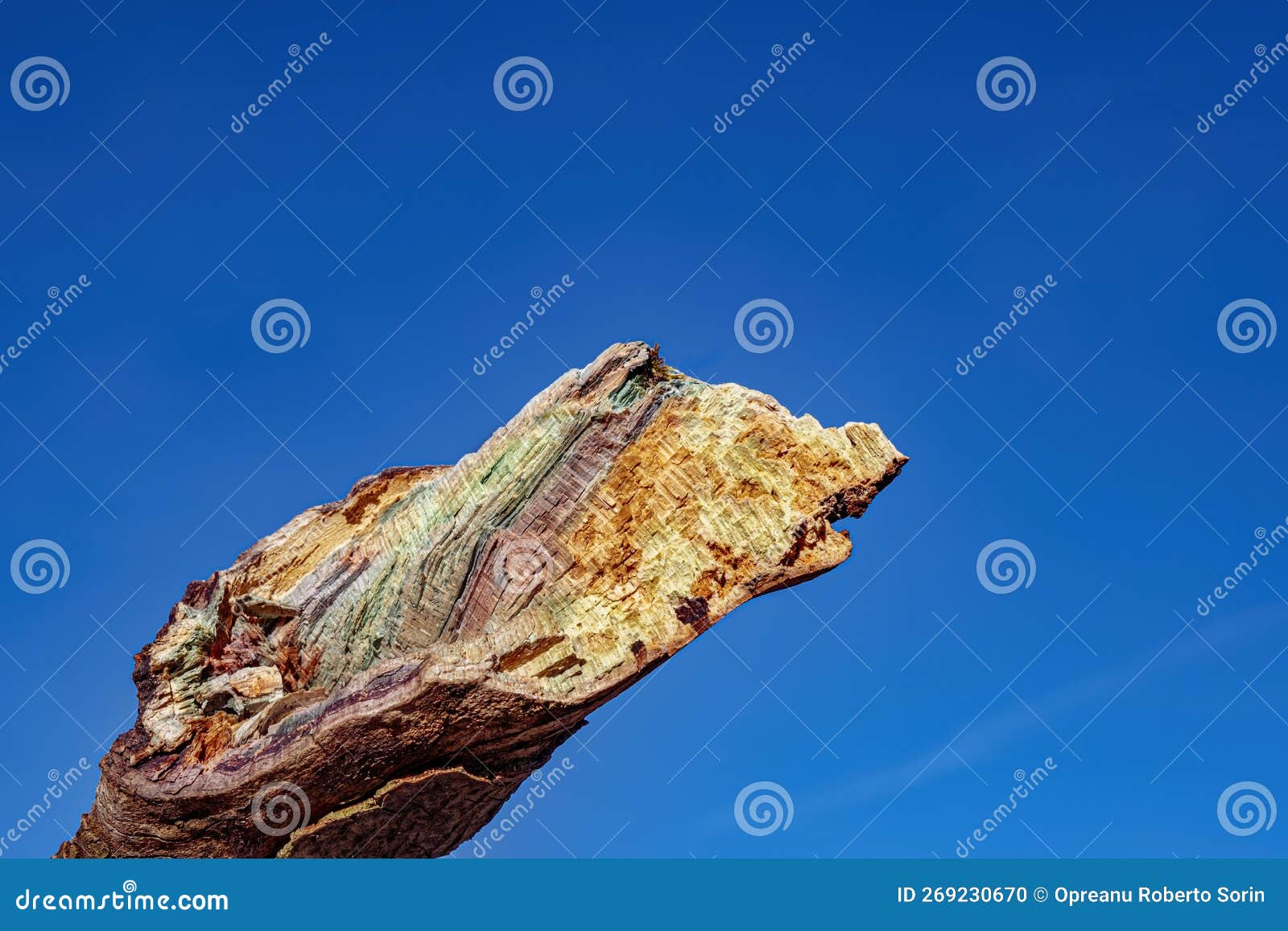 Close-up of a Broken Rotted Tree Branch Stock Photo - Image of grunge ...
