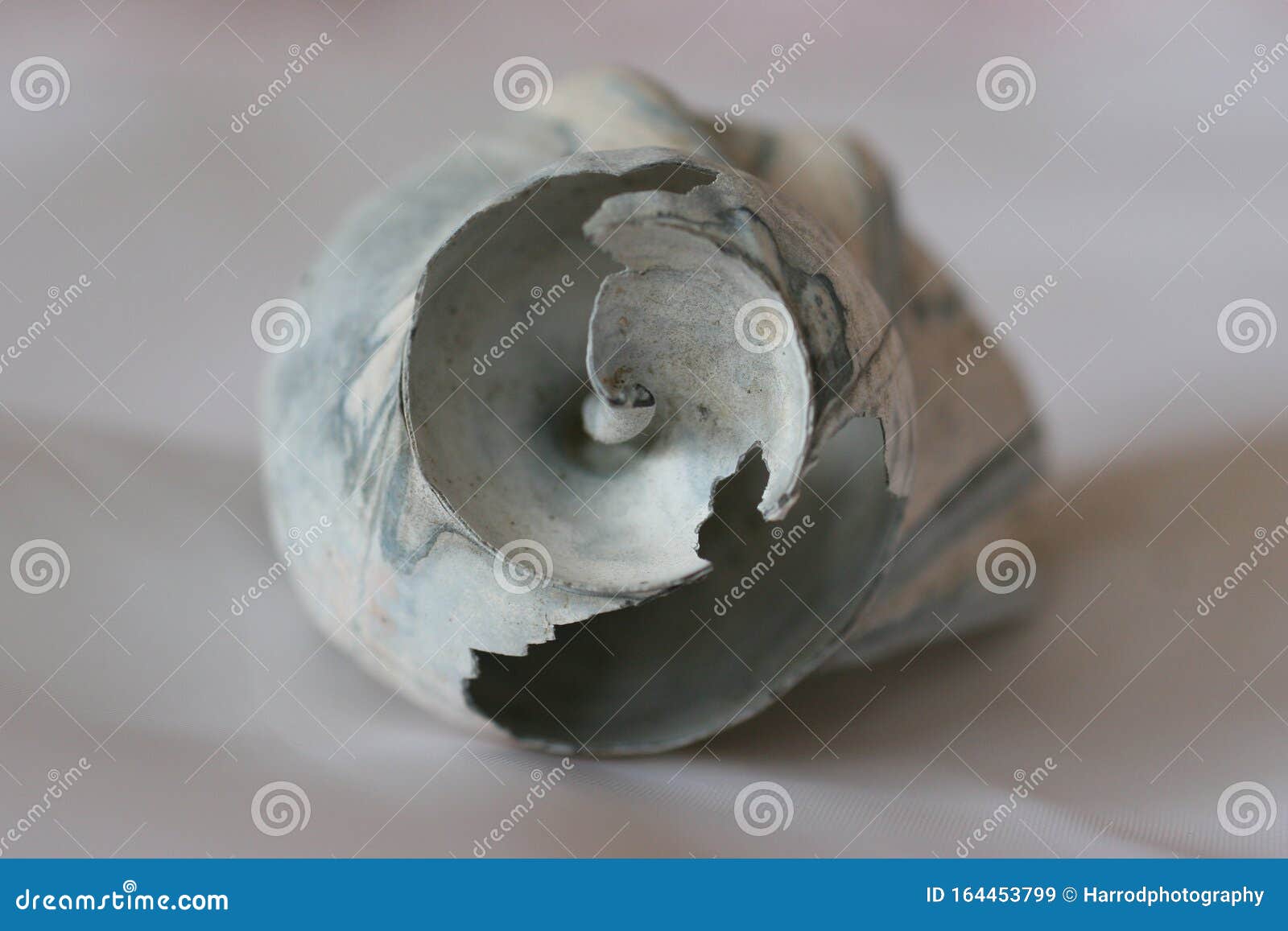 Close Up of a Broken Seashell Stock Image - Image of background ...