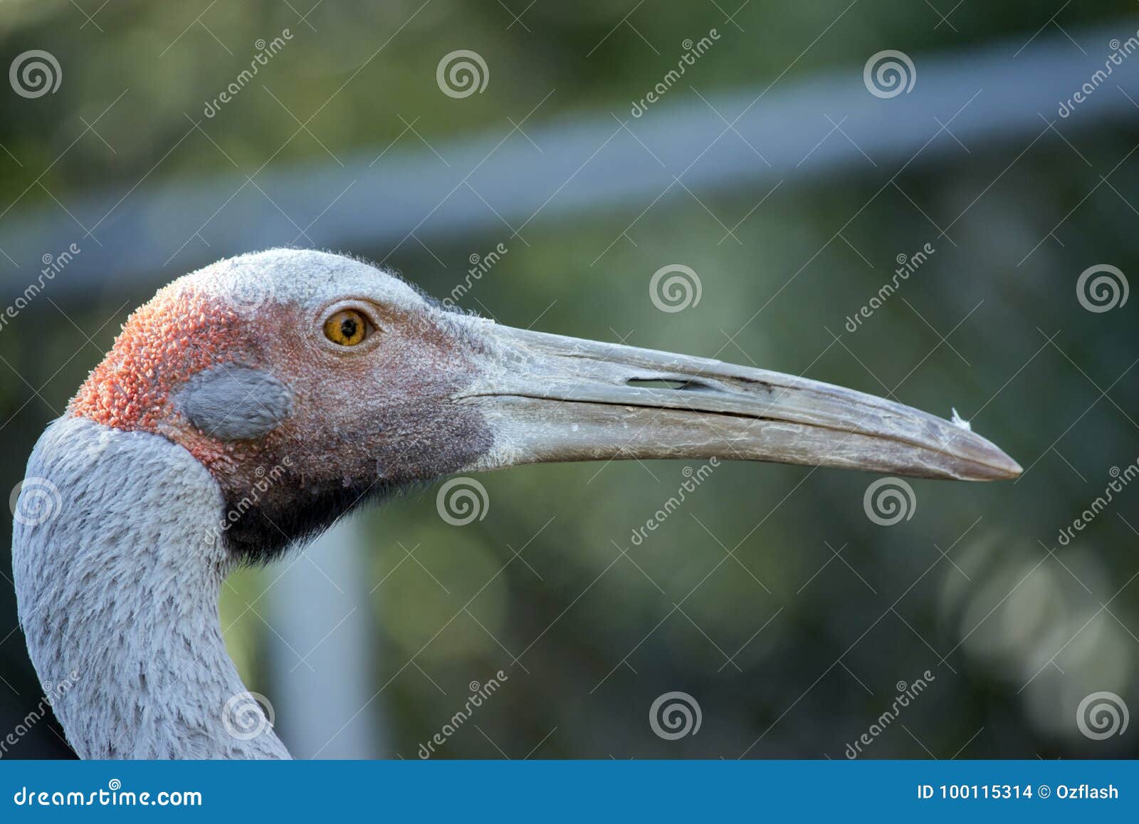 Brolga stock photo. Image of brolga, side, long, beak - 100115314