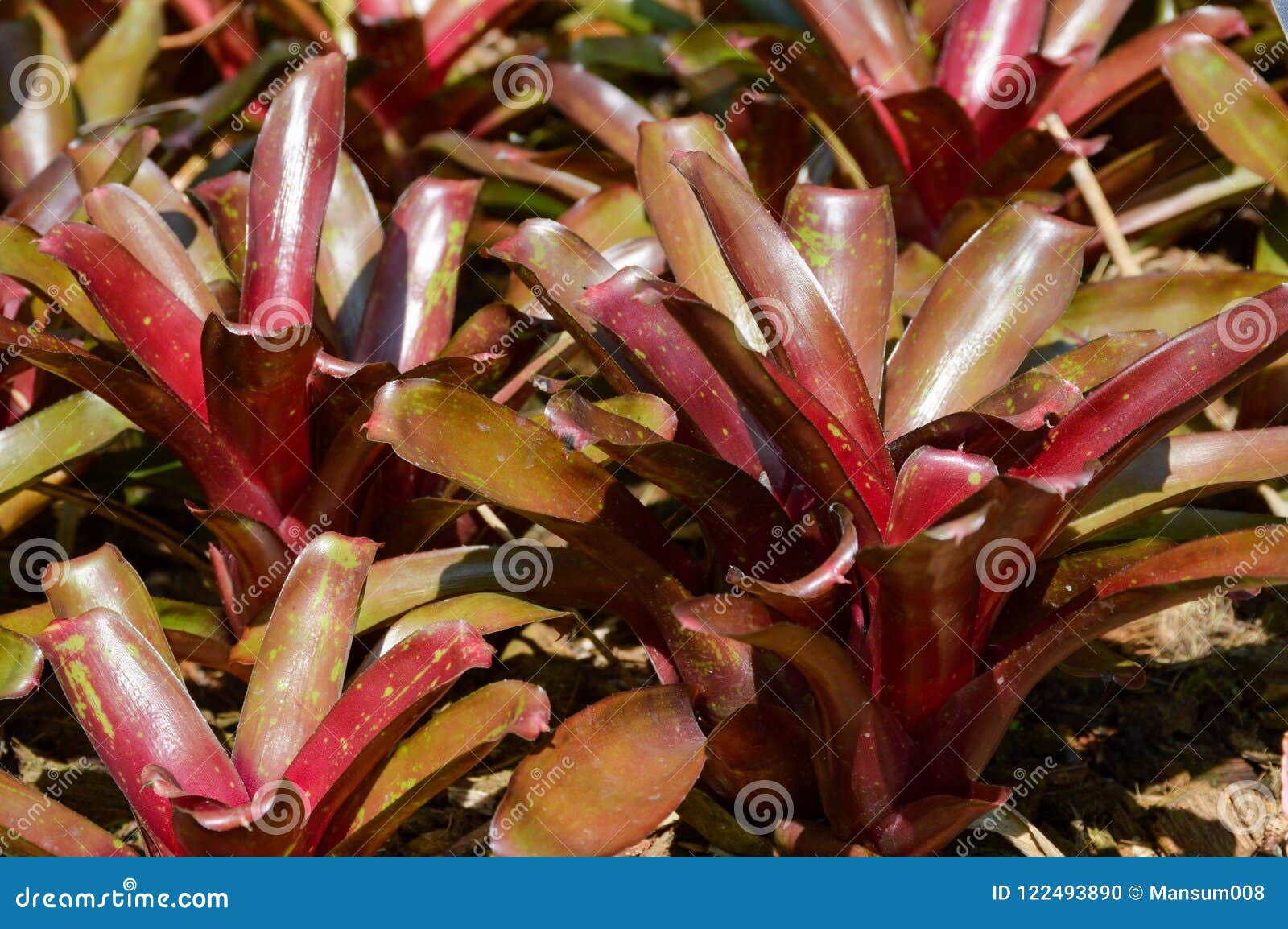Bromeliad Plants in Nature Garden Stock Photo - Image of growth, beauty ...