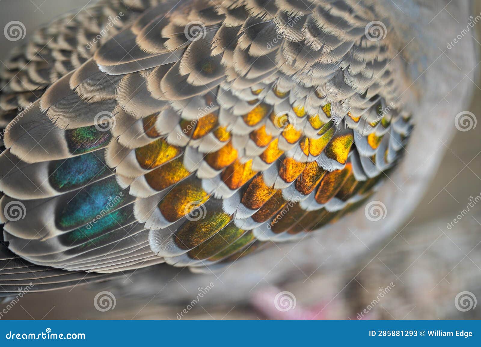 Close Up Bronze Wing Dove Bird in the Australian Bush Stock Image ...
