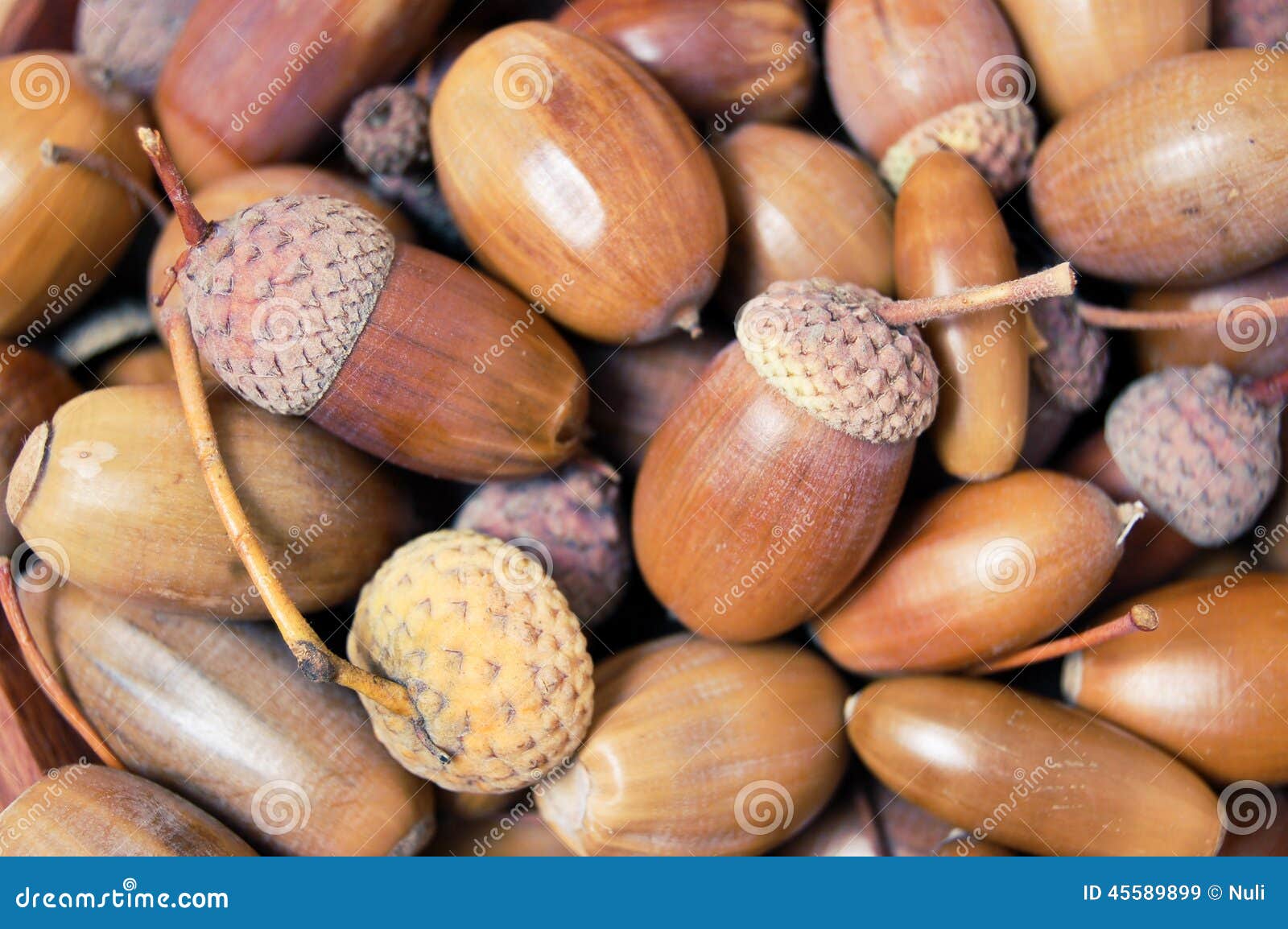 Close-up of brown acorns stock image. Image of brown - 45589899