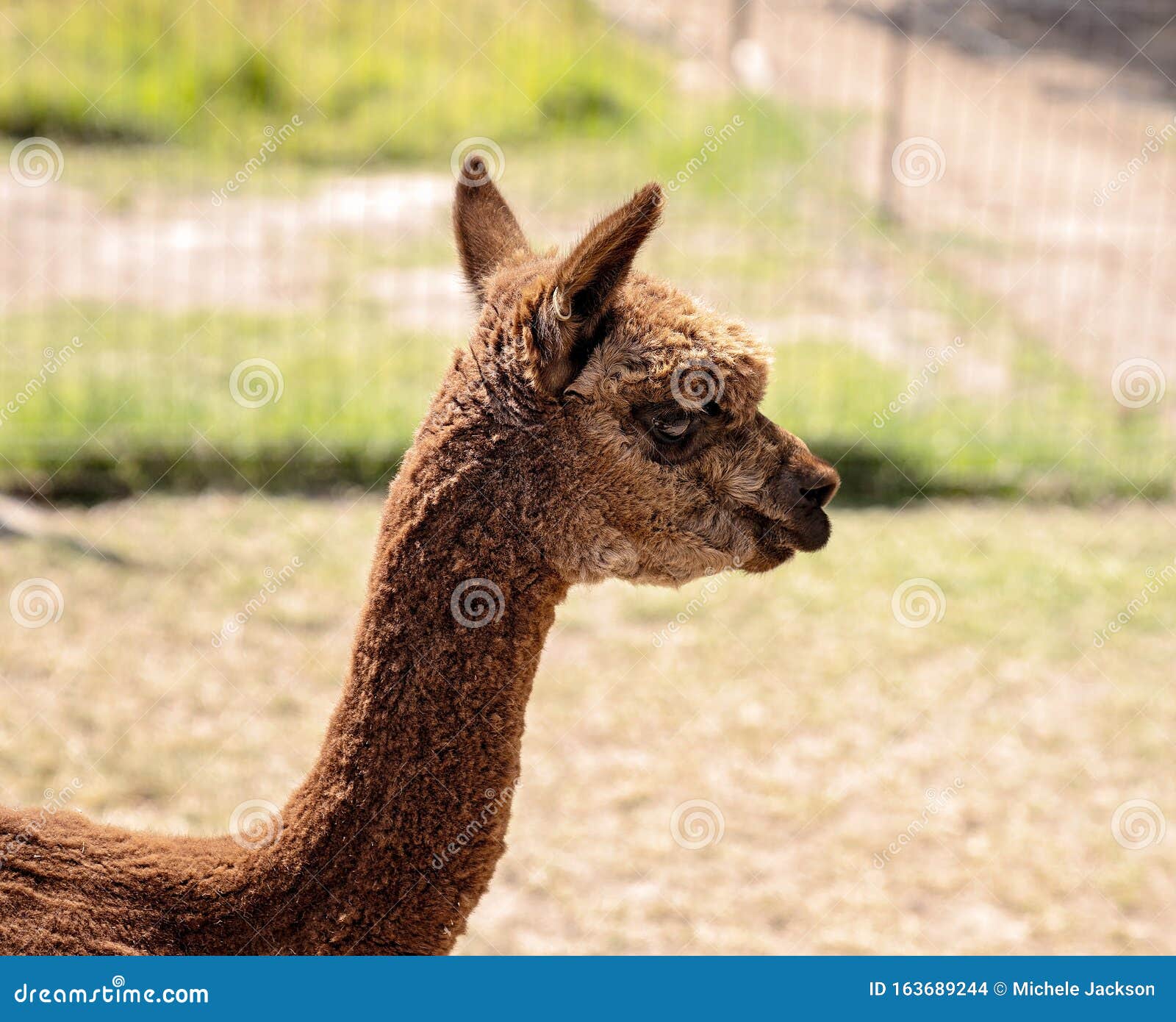 Close Up of a Brown Alpaca stock photo. Image of mouth - 163689244