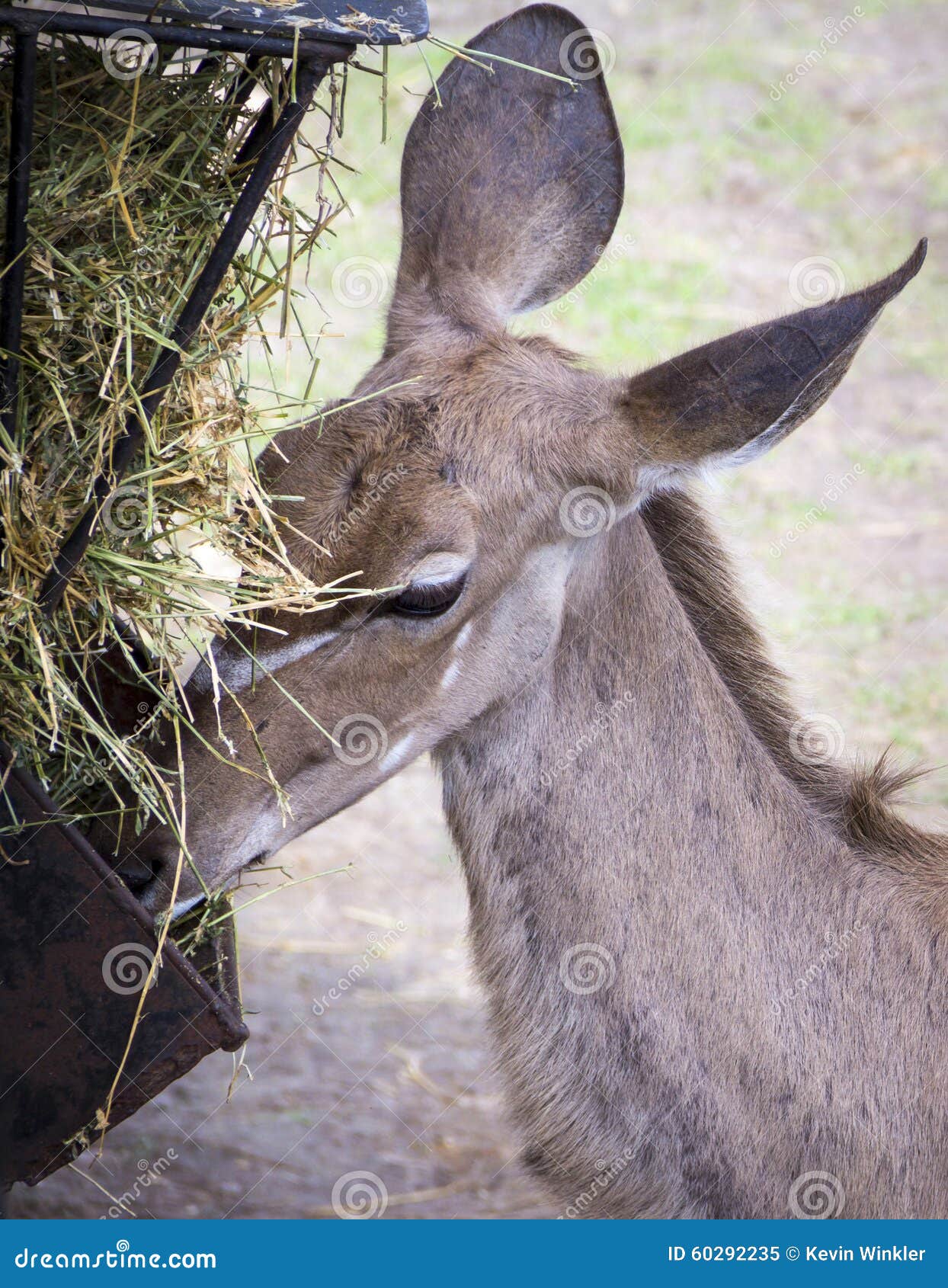 Close Up of a Brown Antelope Stock Image - Image of summer, horn: 60292235