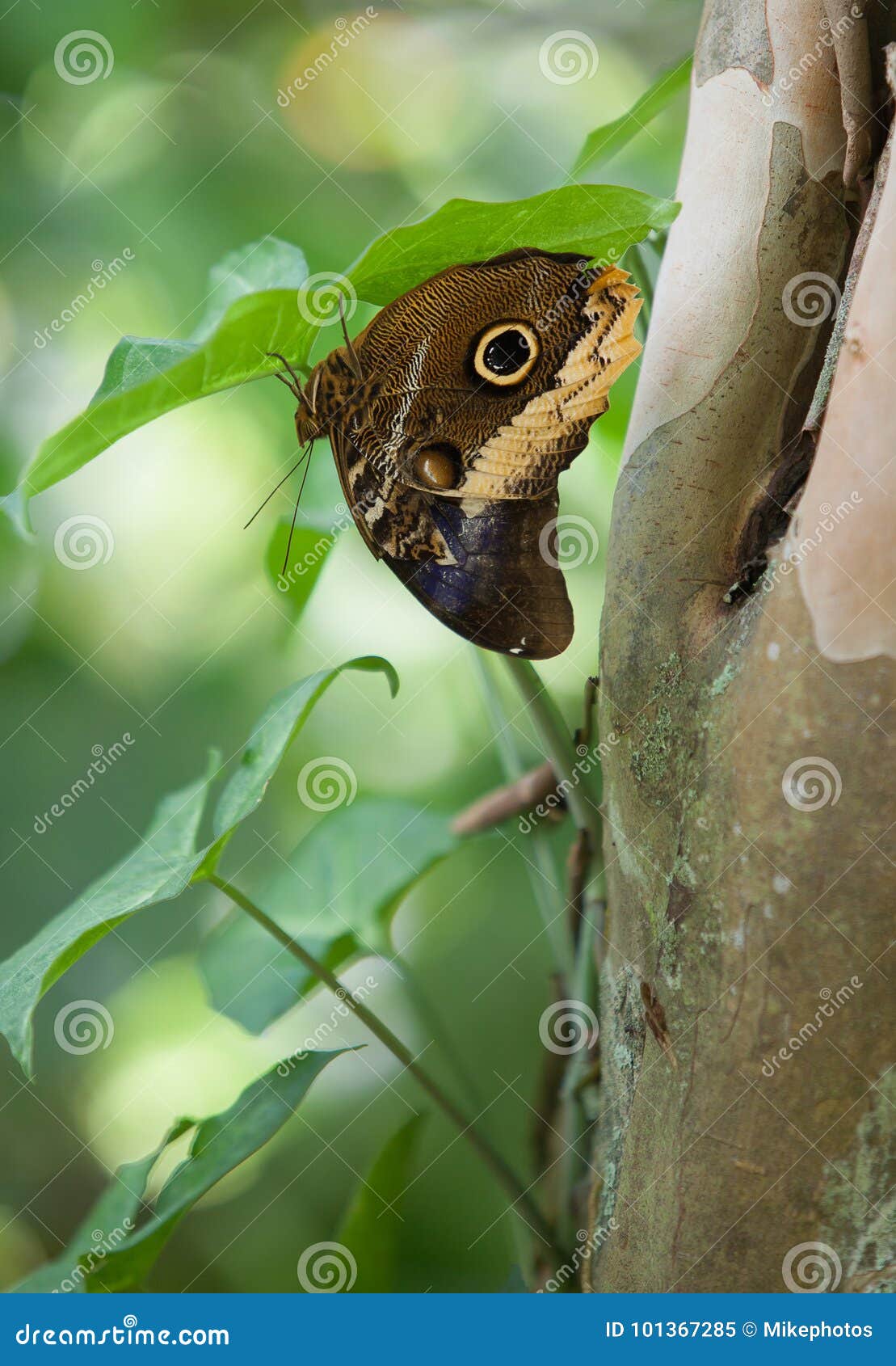Butterfly on tree trunk stock image. Image of background - 101367285