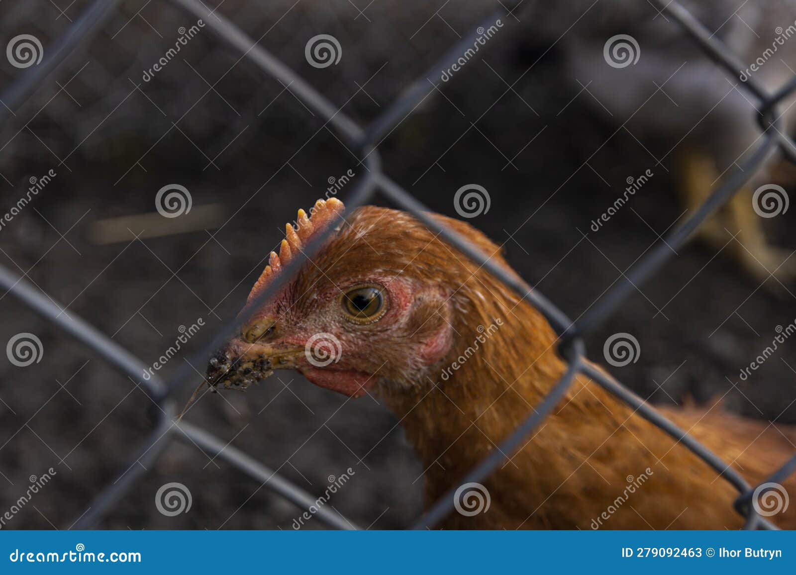 Chicken Behind The Fence Royalty-Free Stock Photo | CartoonDealer.com ...