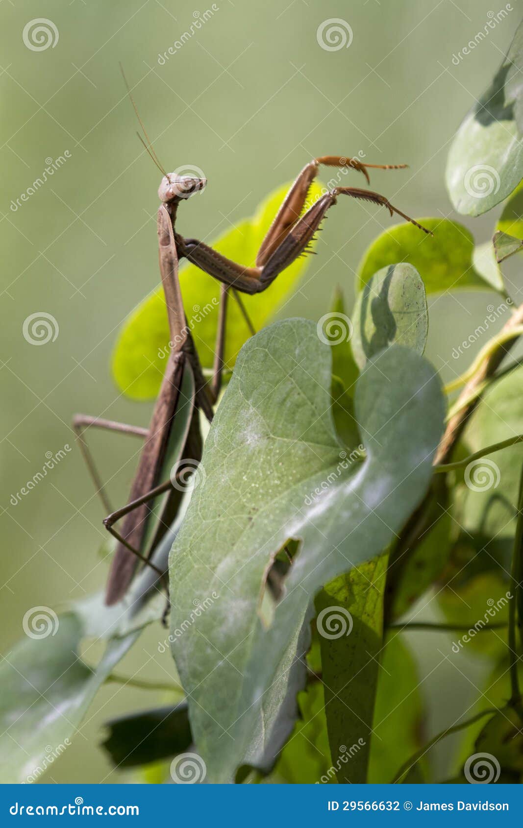 Close Up of a Brown Chinese Preying Mantis Walking Up Vine Leave Stock ...