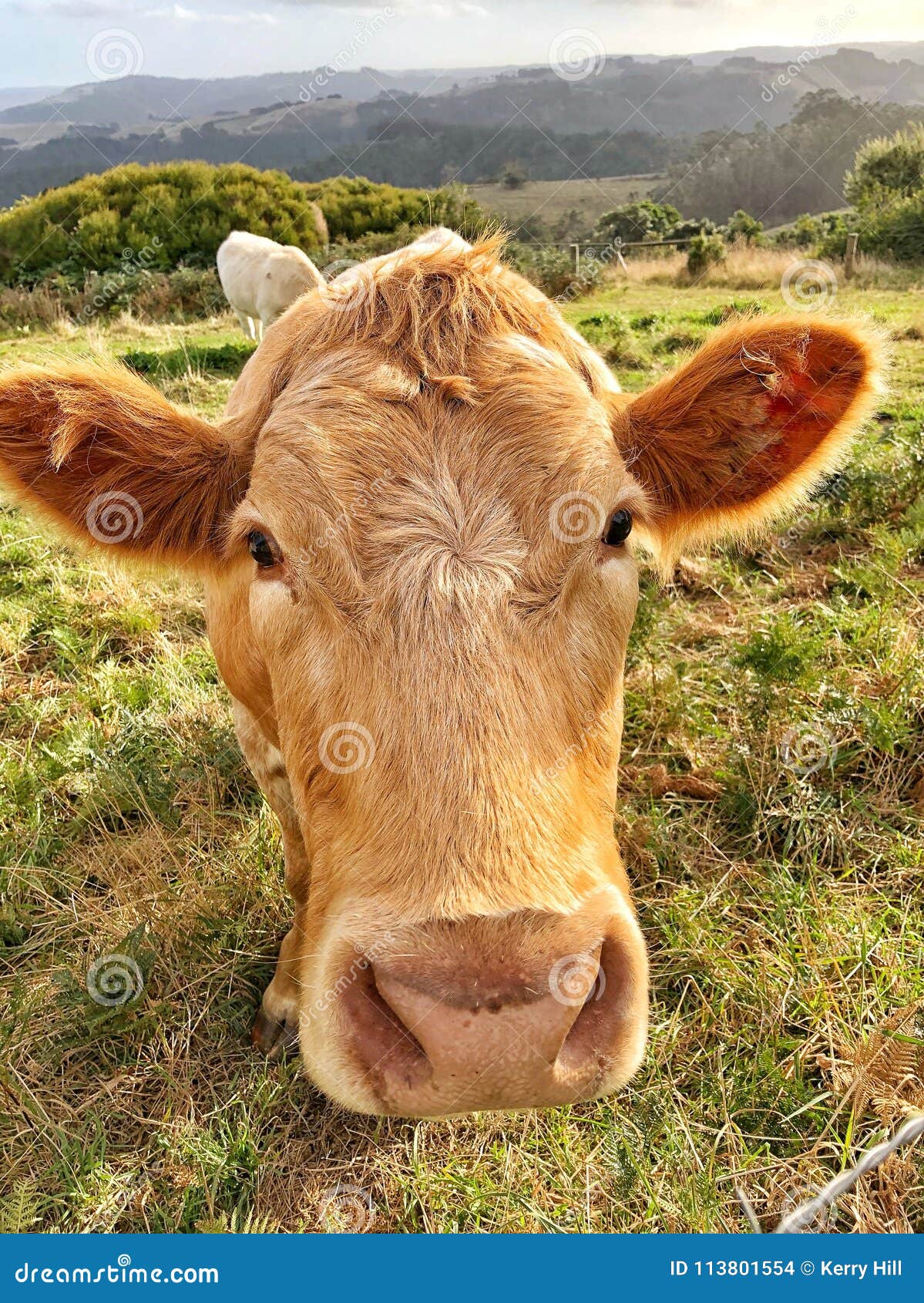 Close Up of Brown Cow Looking at Camera Stock Photo - Image of close ...